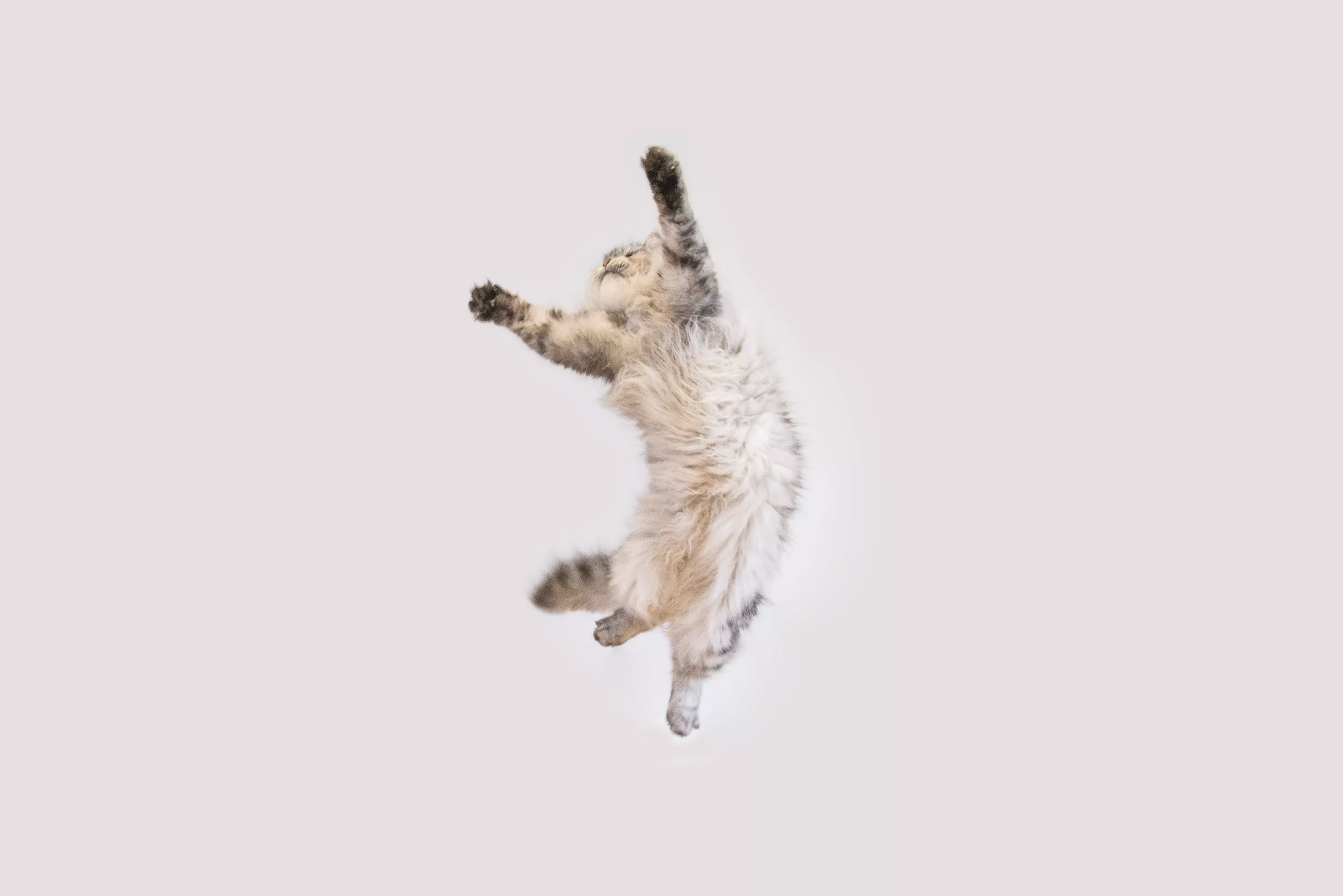 Funny Cats Falling Off Things