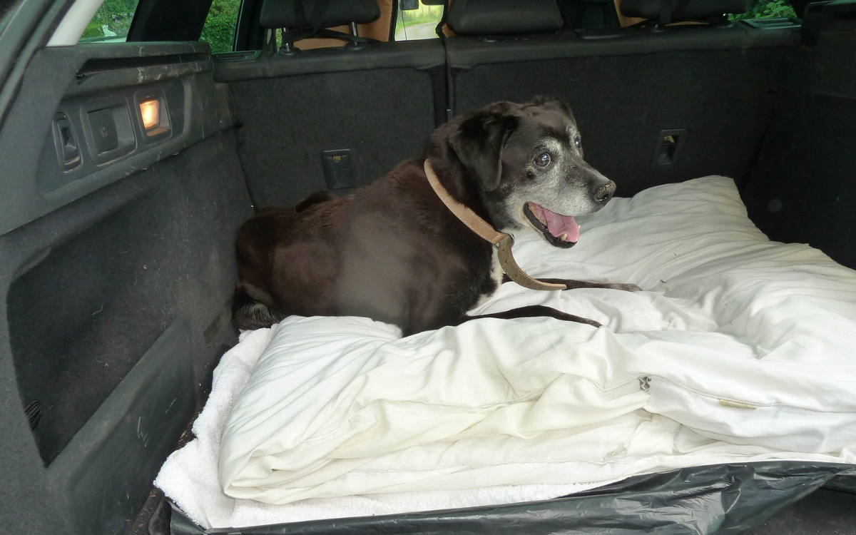 Tears As Elderly Dog, 21, Abandoned at Shelter by Owner for Being 'Too ...