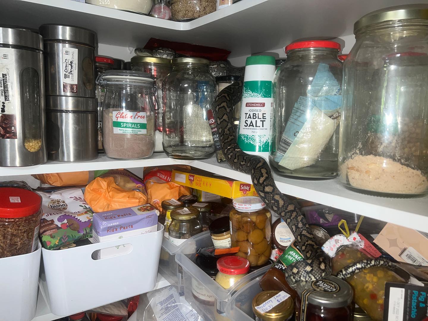 Enormous Python Found Hiding Among Jam Jars in Kitchen Pantry - Newsweek