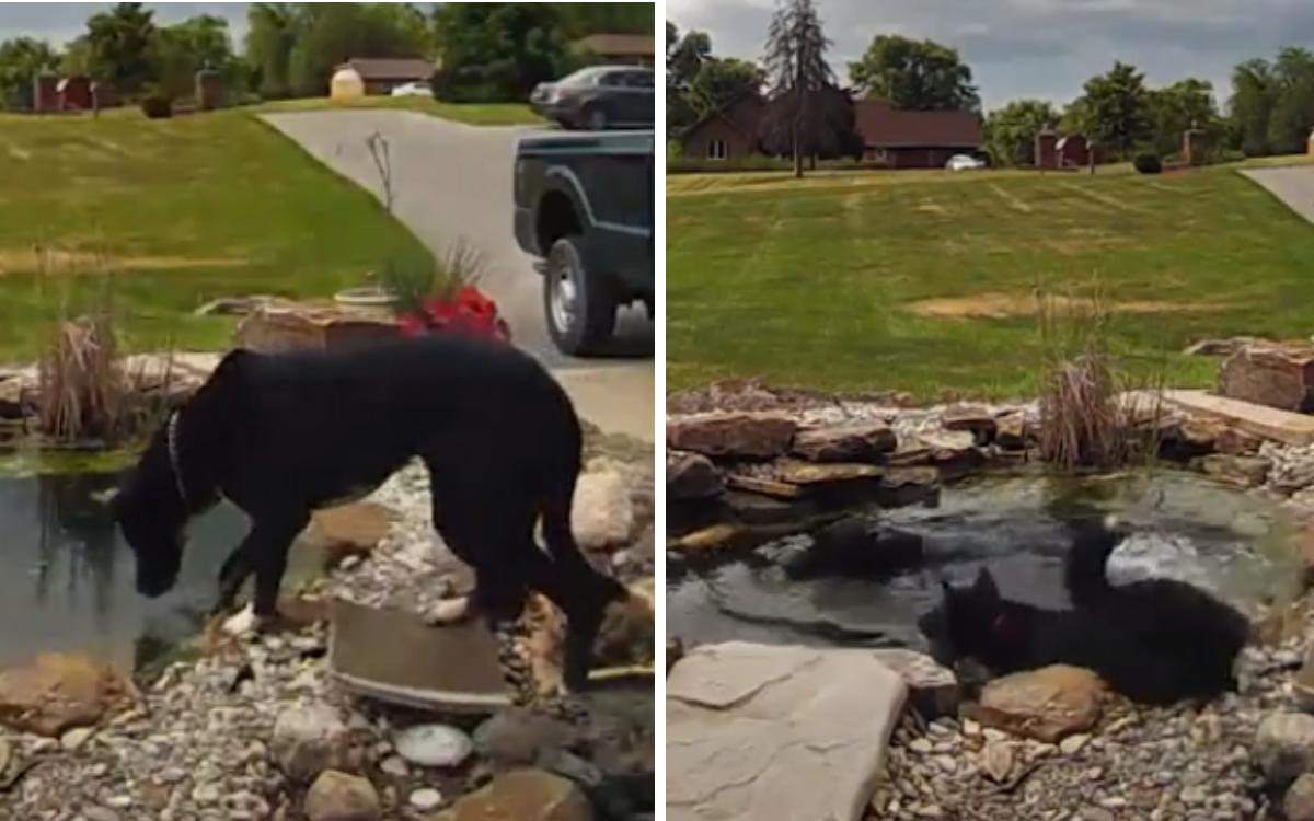 Random Pictures Of Dogs