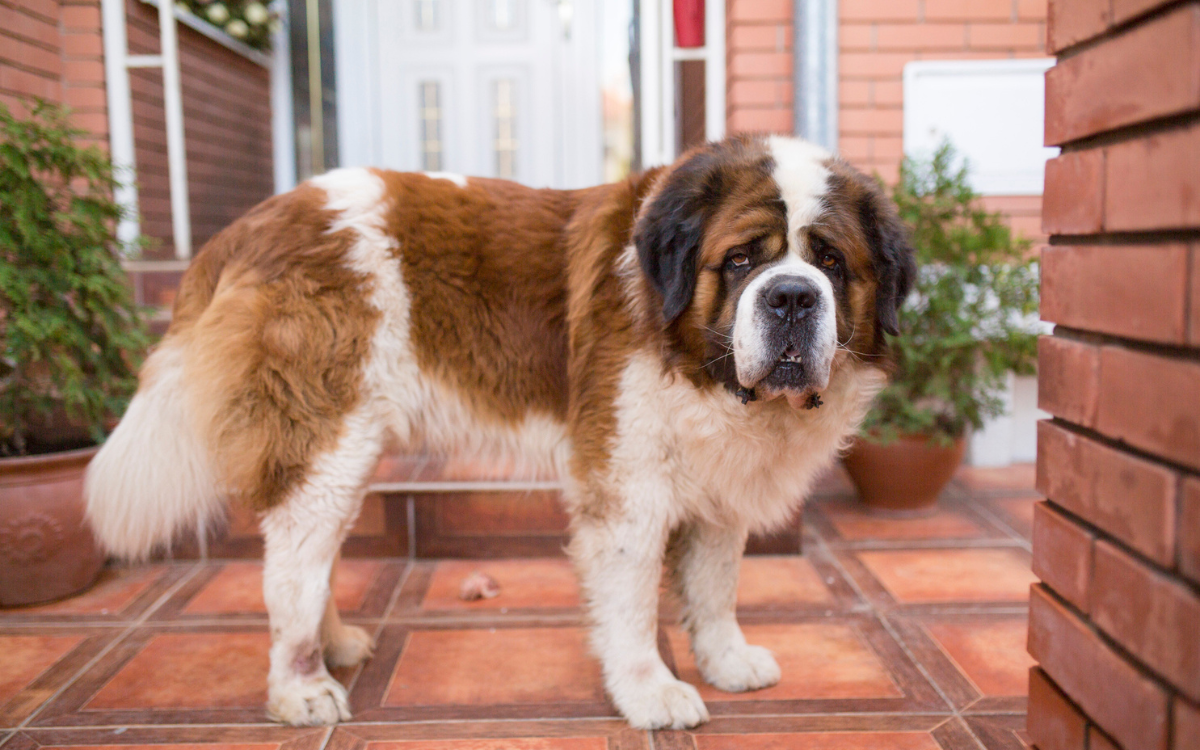 St Bernard
