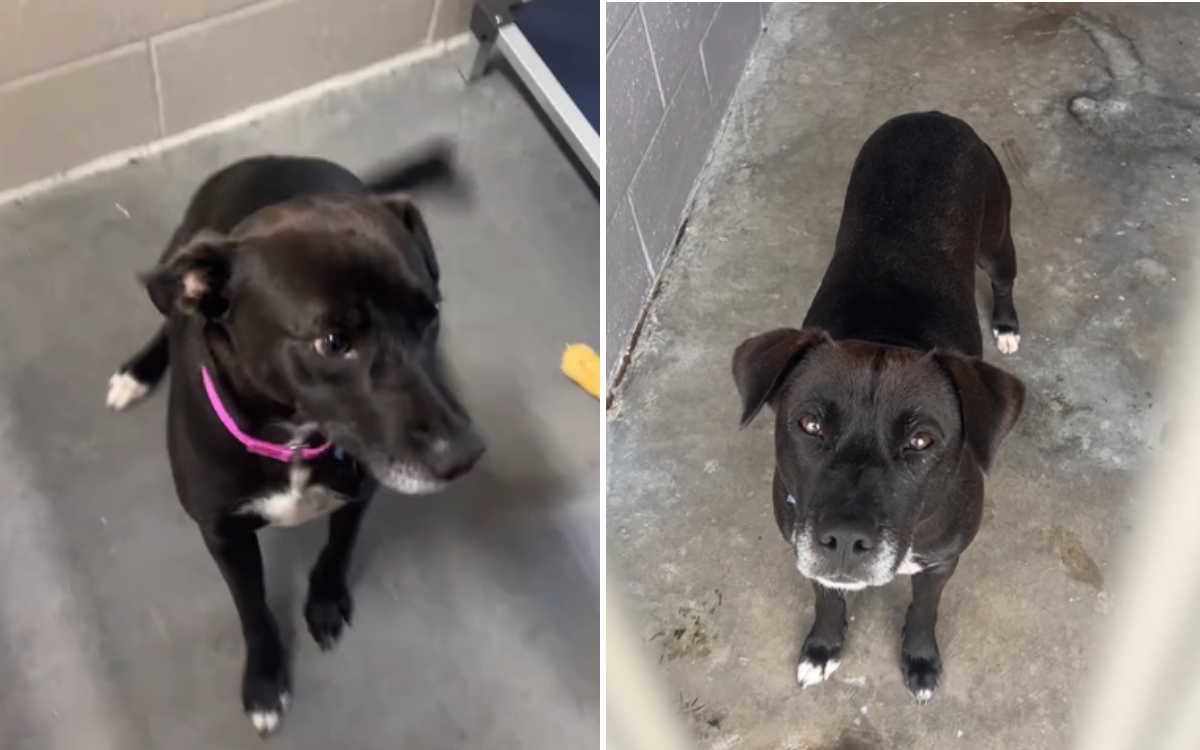 Rescue Dog's Sad Expression After 425 Days in Shelter: 'Broke My Heart ...