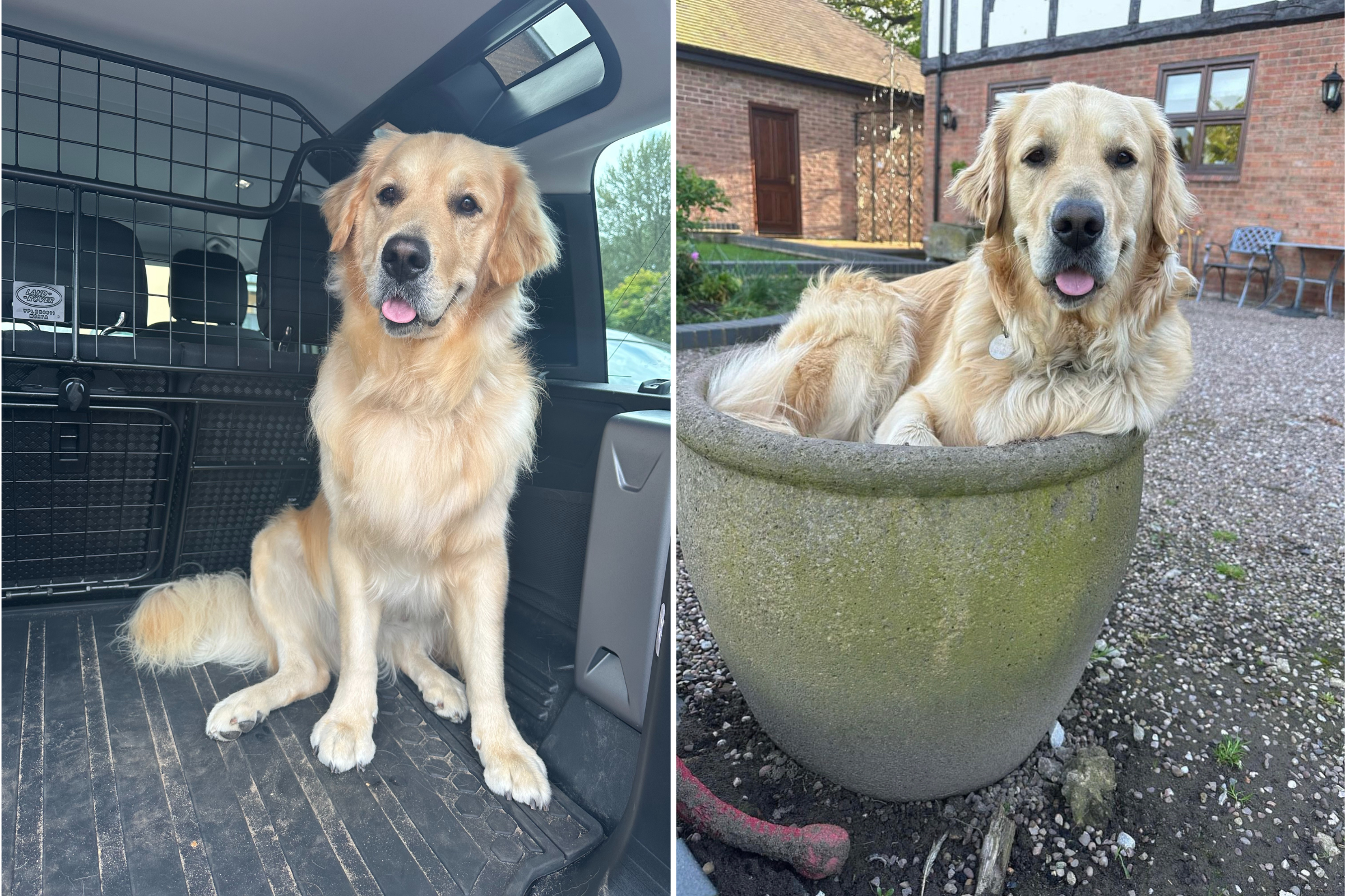 Show Golden Retriever