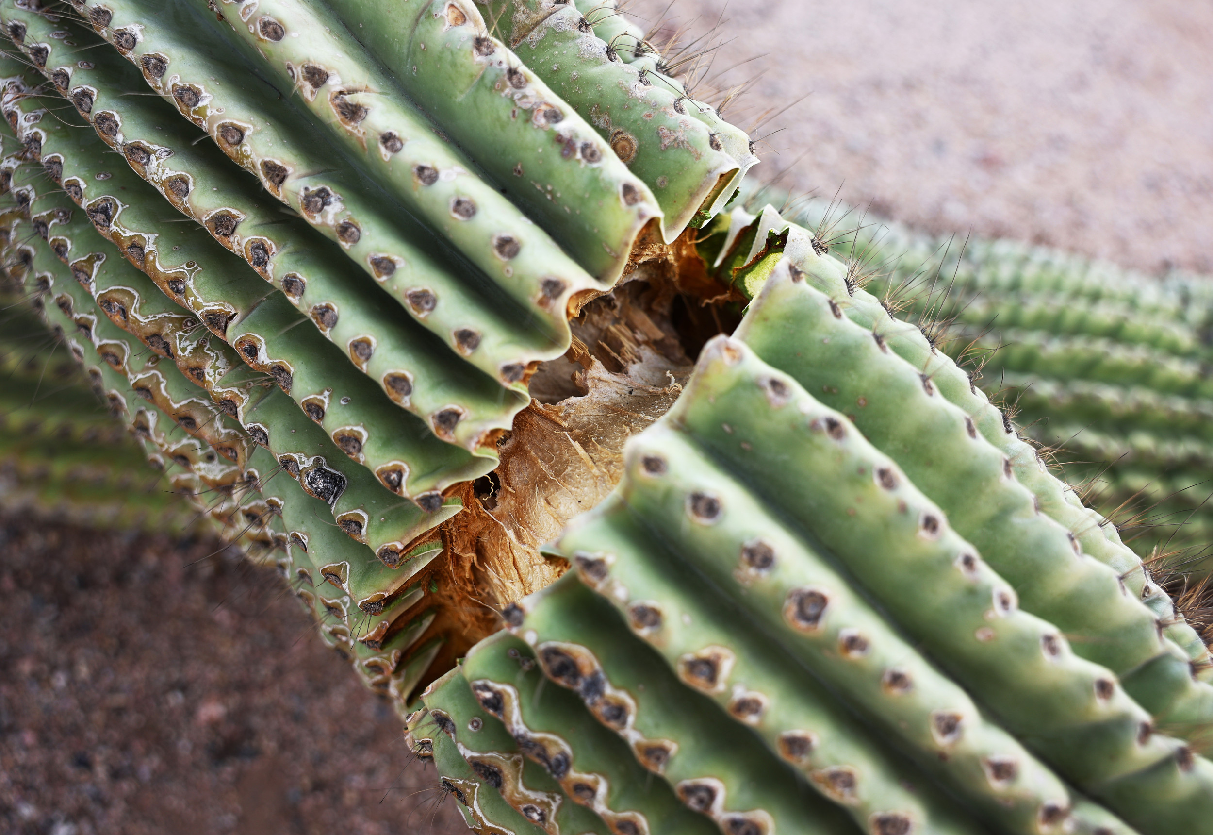 Let's Act like Heat is the Emergency It Is | Opinion - Newsweek