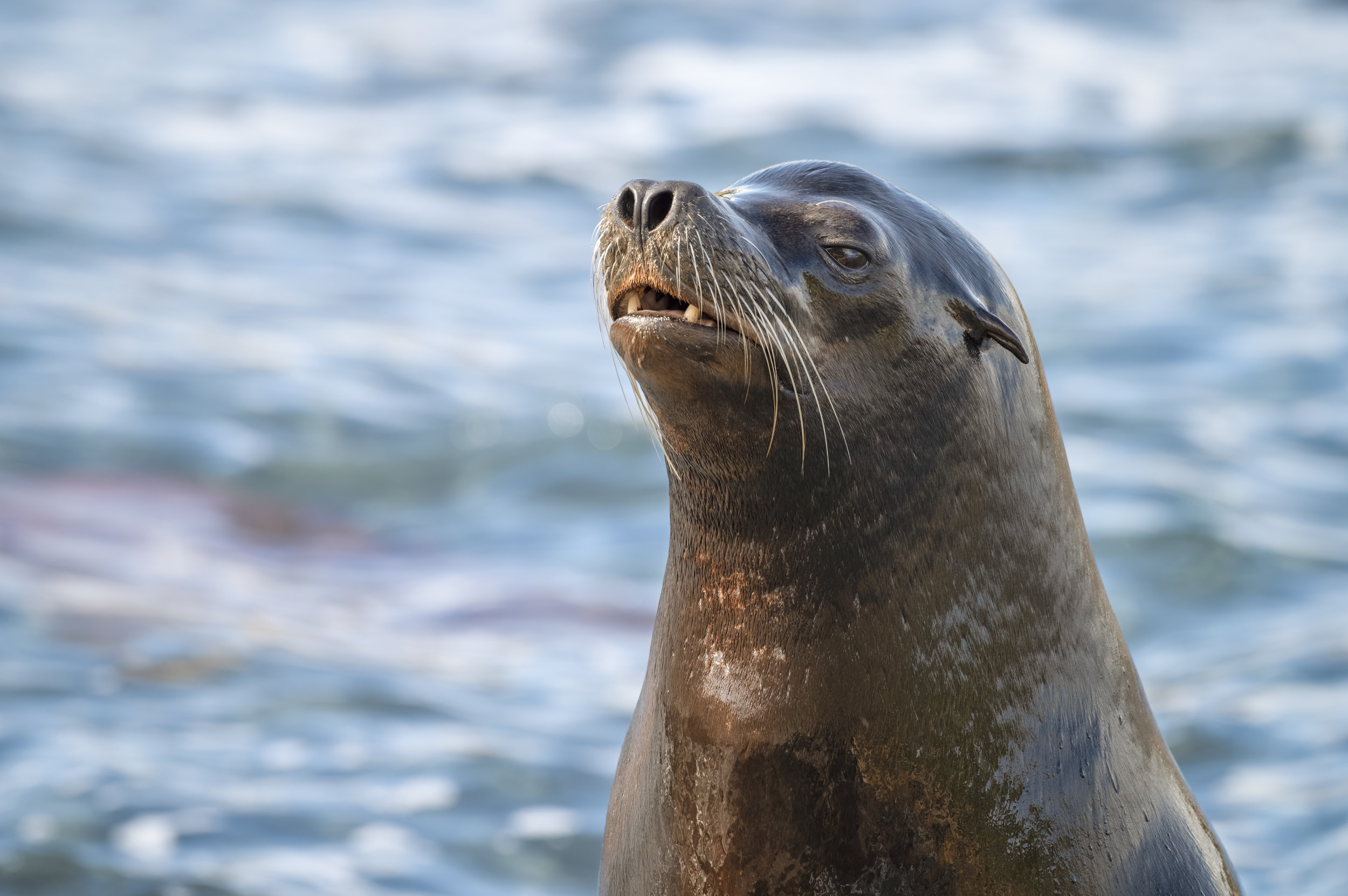 California Sea Lions Are Dying Now Scientists Know Why Newsweek California Sea Lions Are Dying Now Scientists Know Why Newsweek