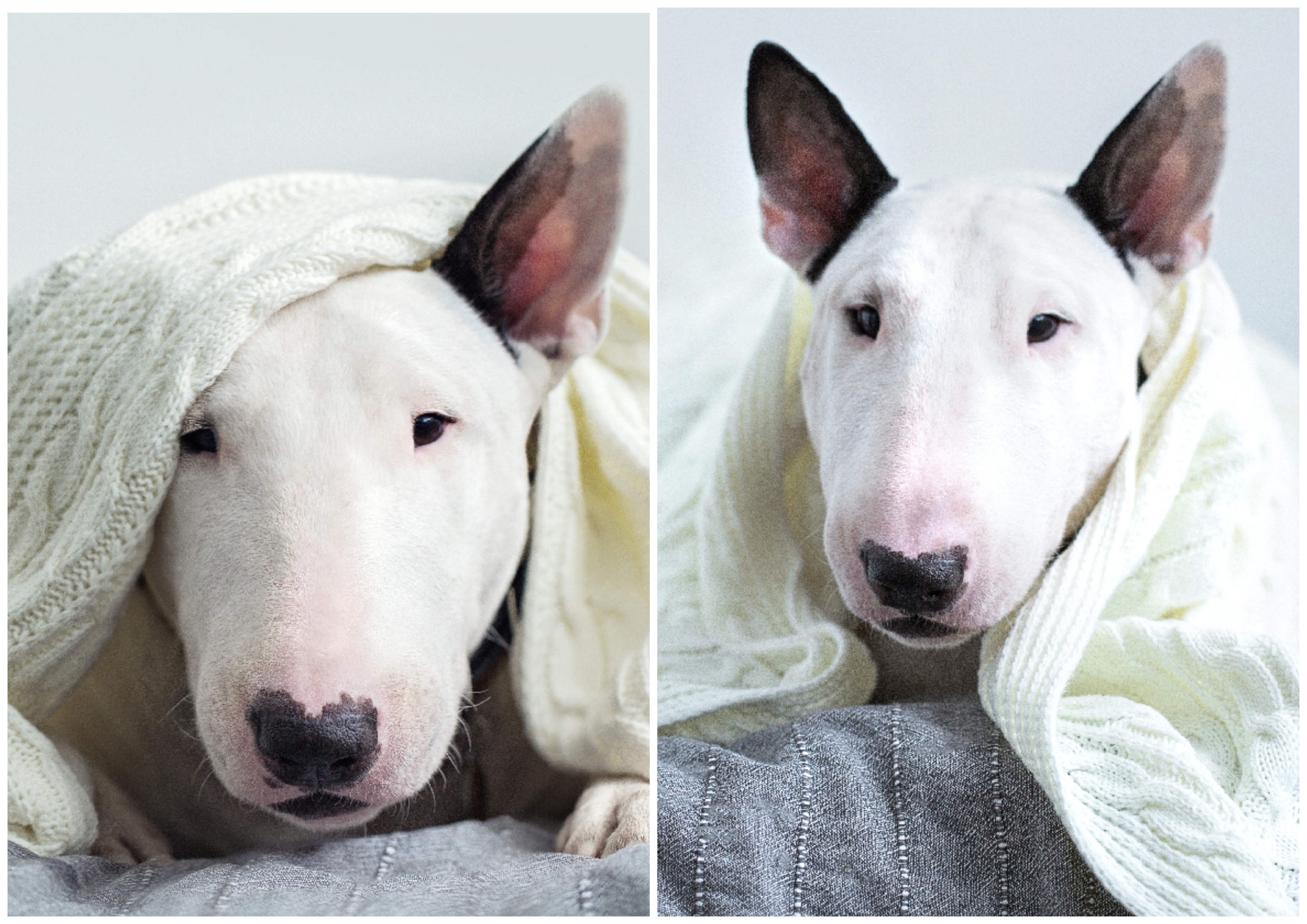 Pet Cam Hilariously Captures Dog's Dramatic Fall Out of Bed: 'Regret ...