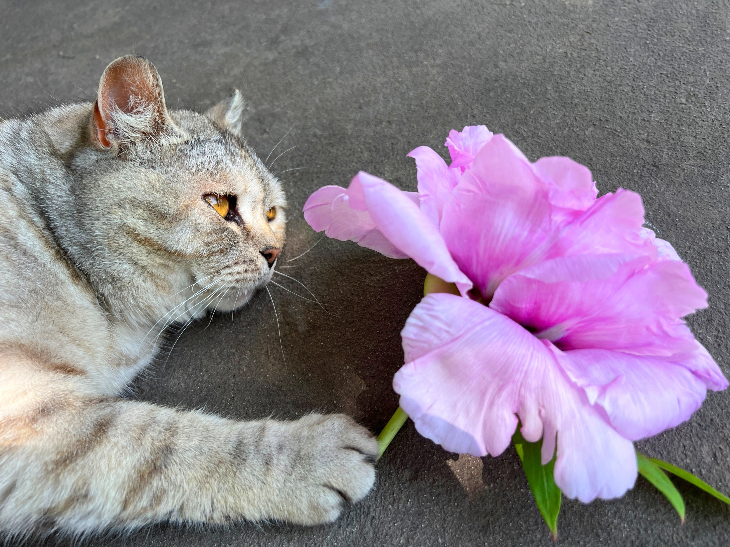 'Most Romantic' Cat Bringing Flowers to Her Owner Hailed Relationship ...