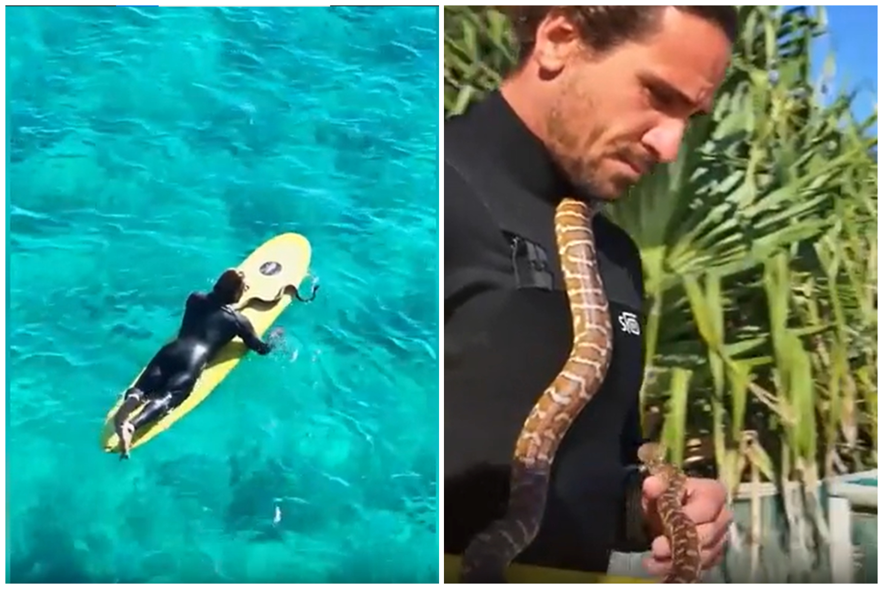 Man Who Went Viral After Taking His Pet Snake Surfing Fined $1,500 ...