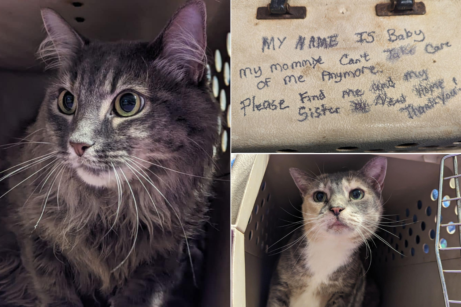 Cats Left in Carrier Outside Shelter With 'Heartbreaking' Note - Newsweek