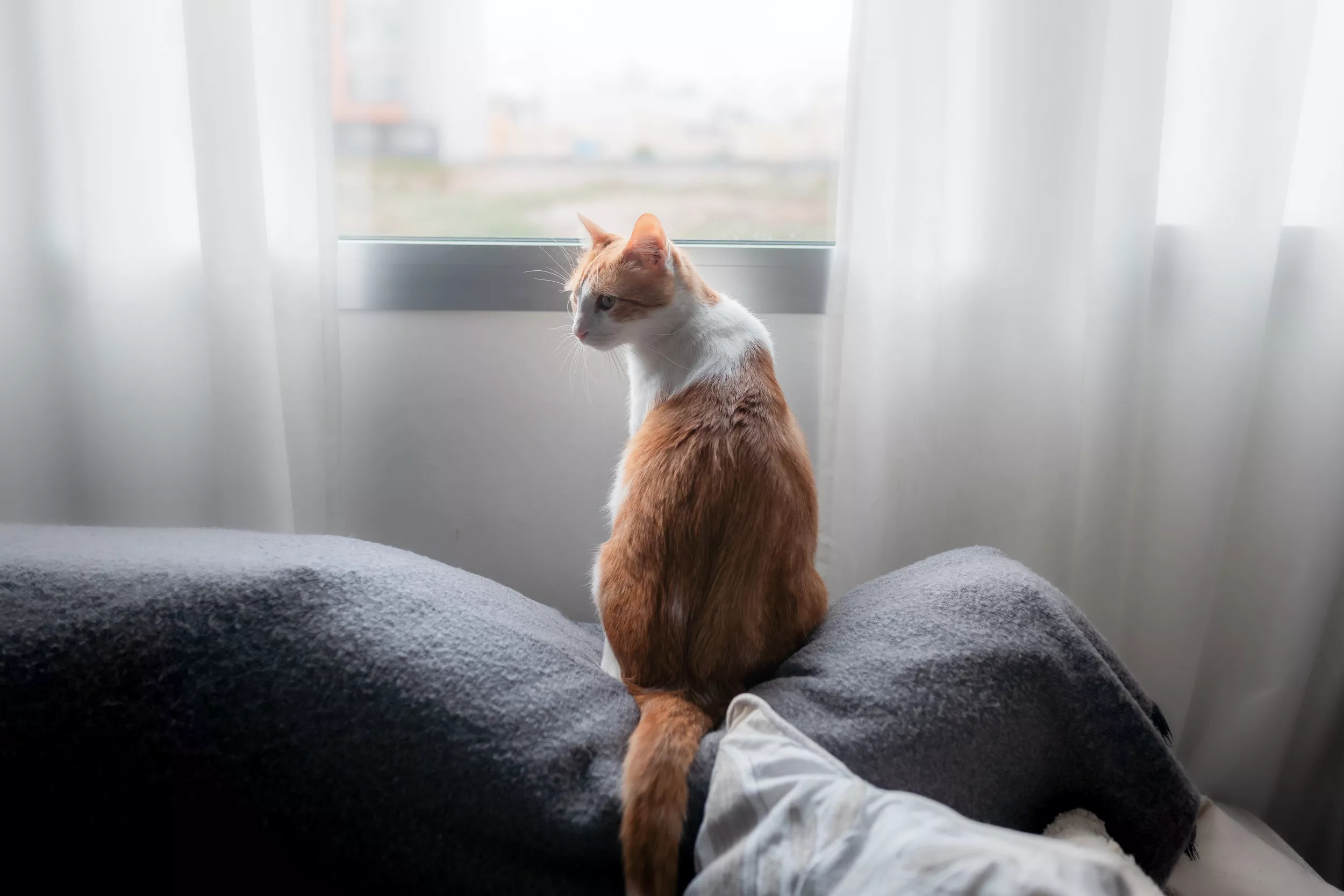 cat-ignoring-moms-feelings-goes-viral.webp?w=1600&h=900&q=88&f ...