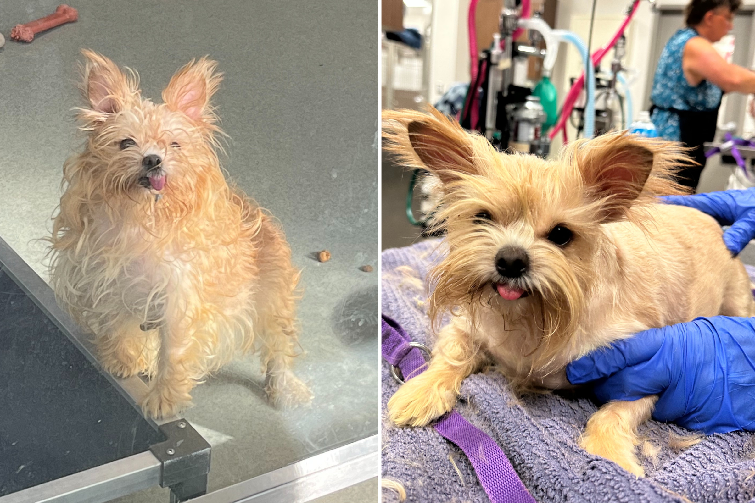 Dog Before And After Marriage Before Getting Married… Get A Pet | By
