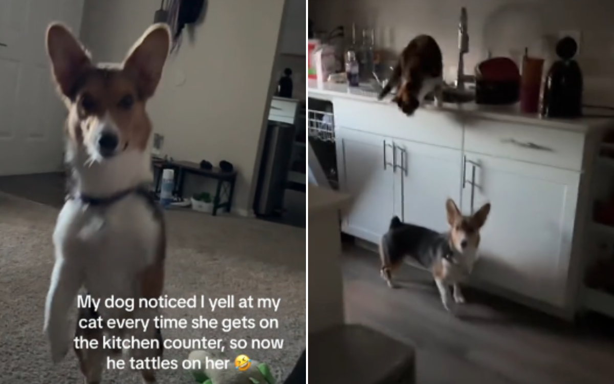Watch As Dog Snitches on Naughty Cat Sibling: 'So Proud of Himself ...