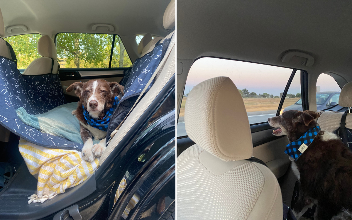 Senior Rescue Dog Driven Over 500 Miles By Volunteer To Be With New ...