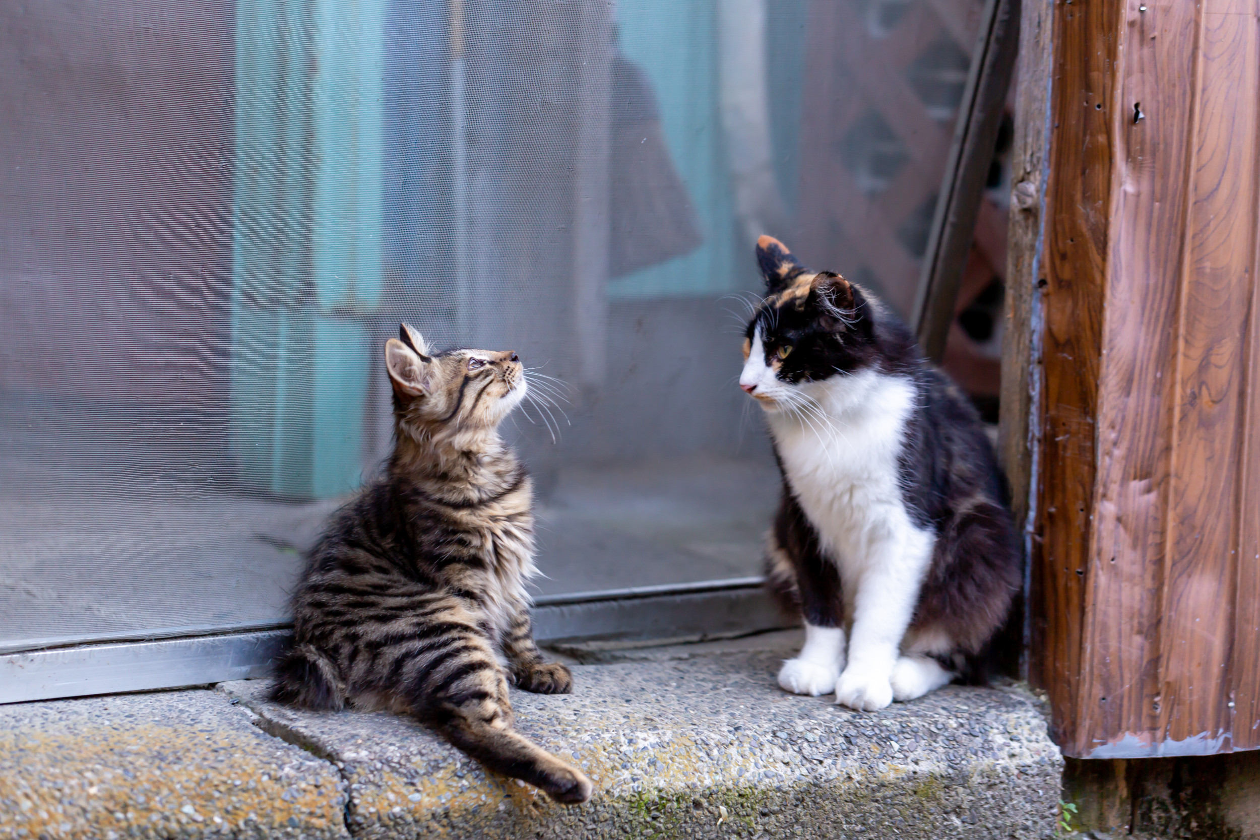 'Thoughtful' Cat Inviting His Friend To Eat Every Night Melts Hearts - Newsweek