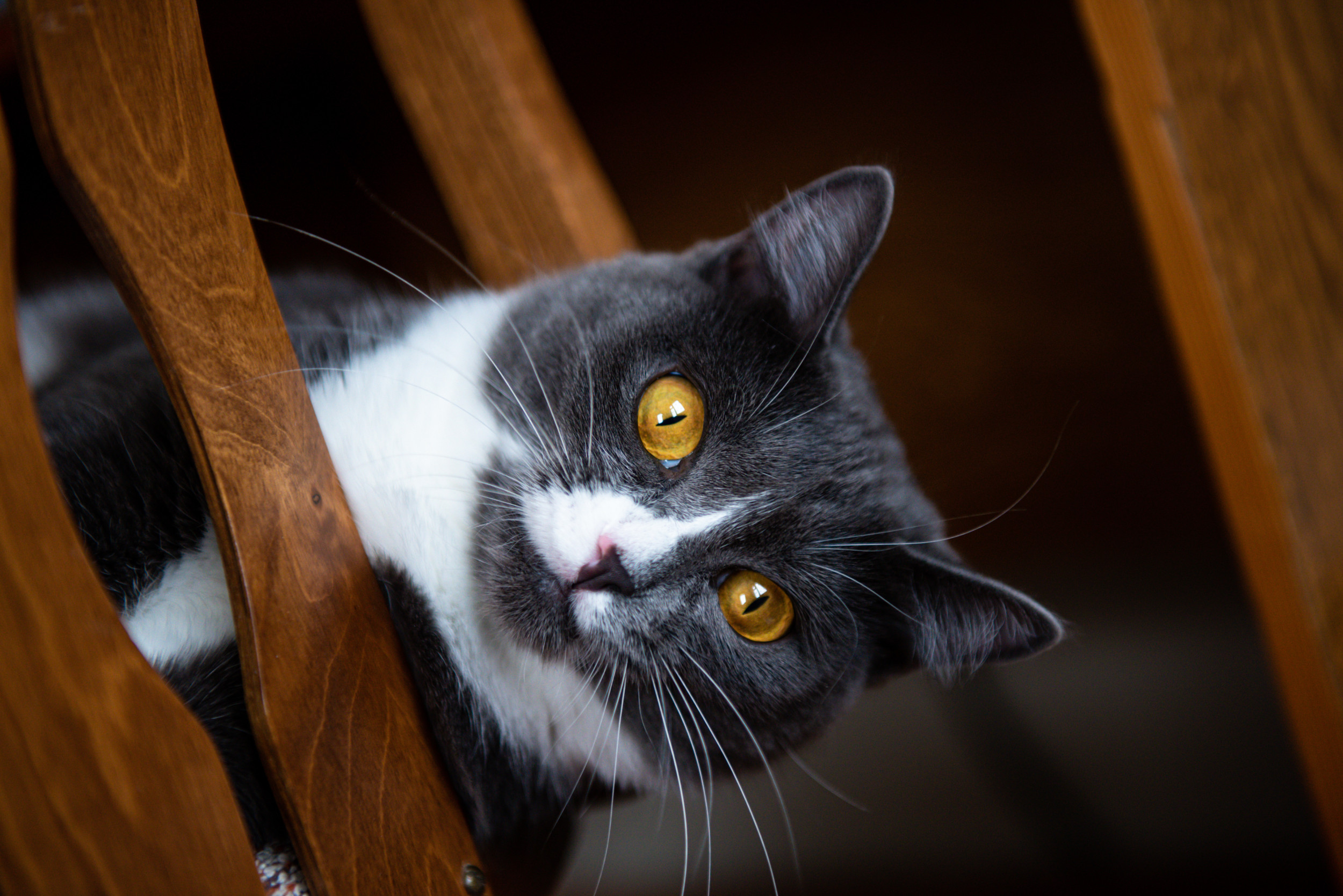 'Scary' Moment Kitten Gets Head Stuck in a Chair Caught on Camera ...