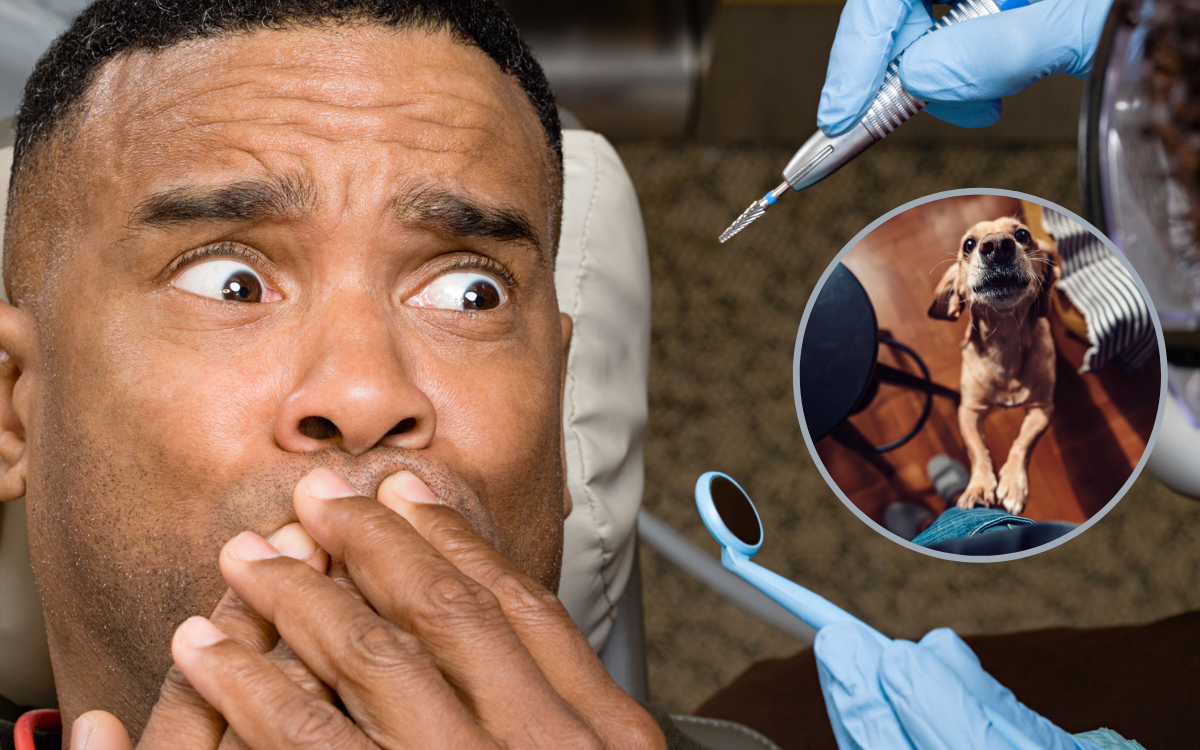 Laughter as Man Still High From Dental Surgery Forgets 'What Dogs Are ...