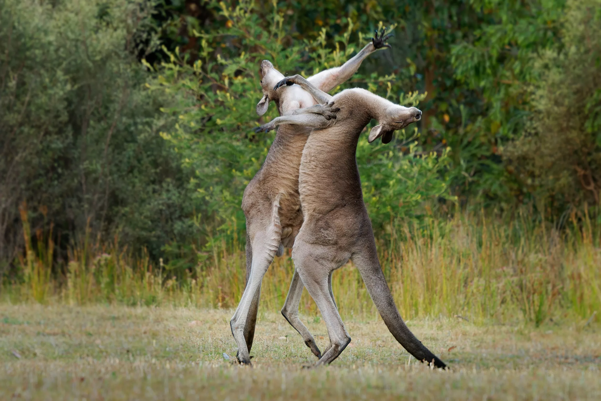 Kangaroo Punches Woman Woman Says Kangaroo “Stalked” Her Before
