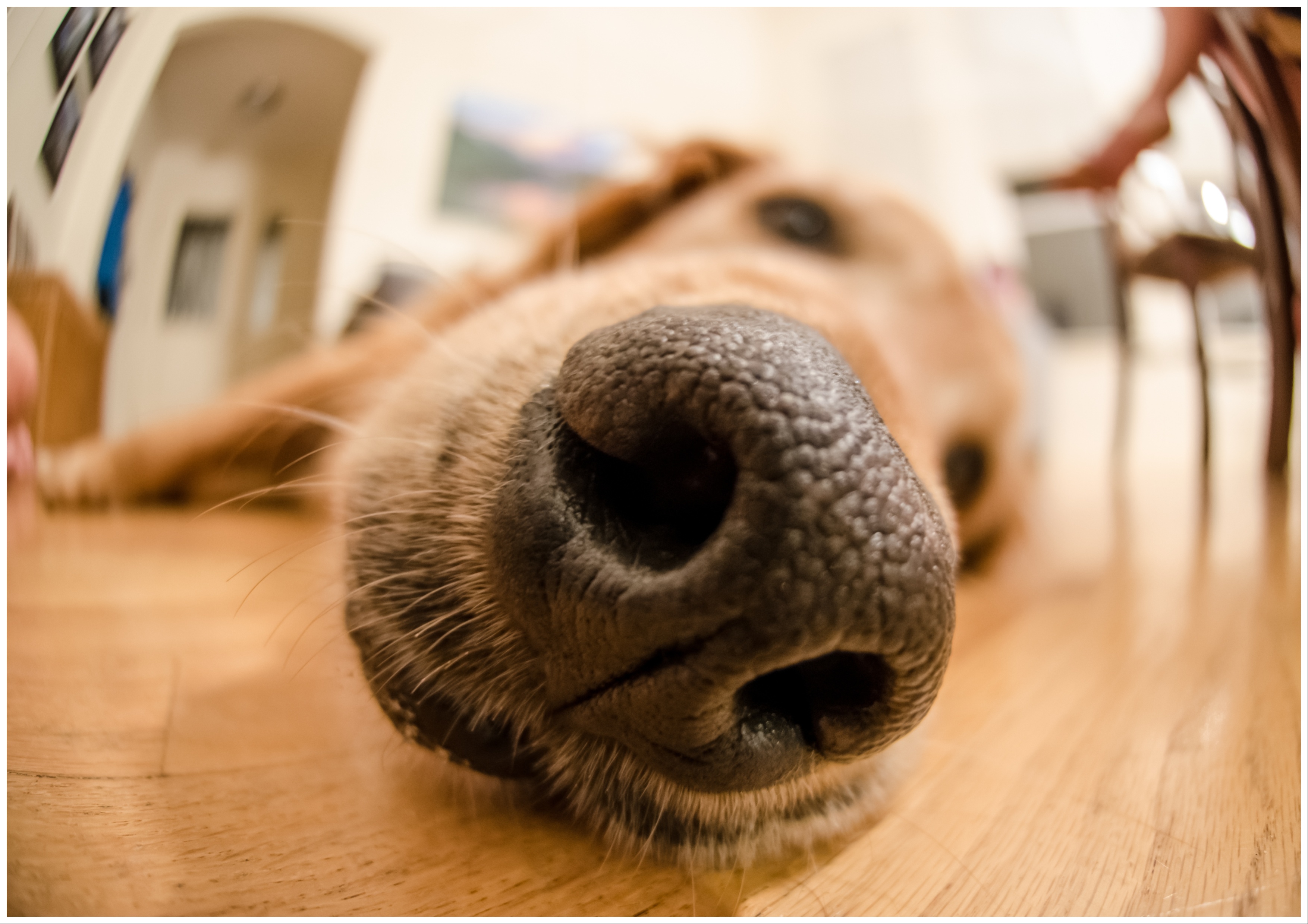 How Dog Hilariously Wakes Up Sleeping Owner Caught On Cam: 'Always on ...