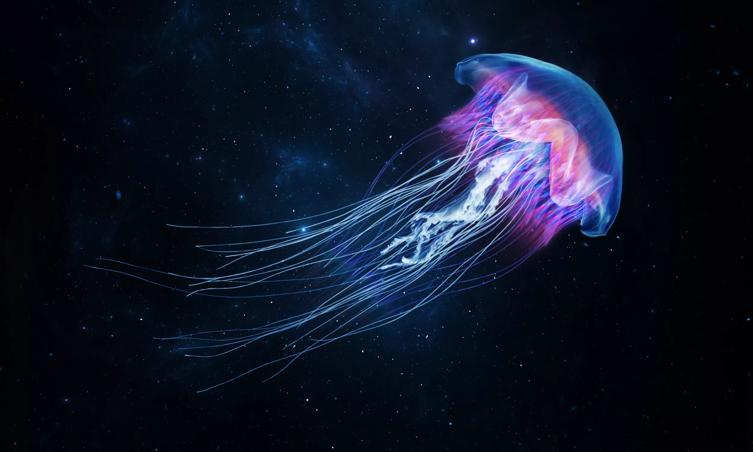 jellyfish.webp