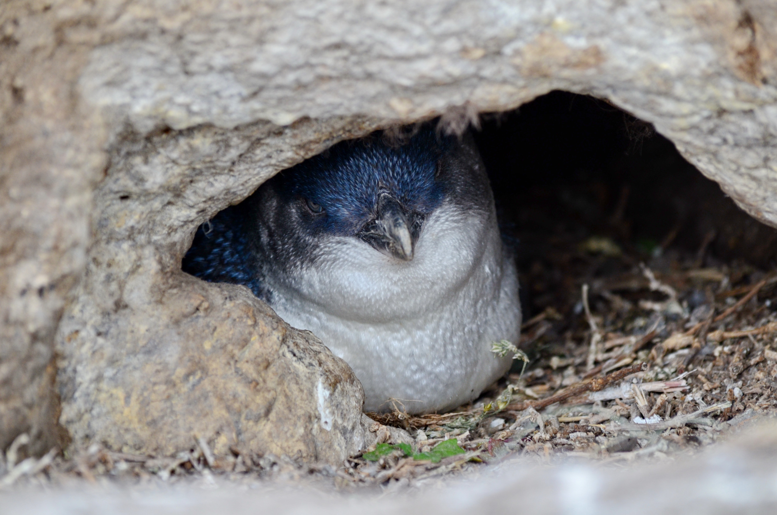 Penguins Beoite Gleoite