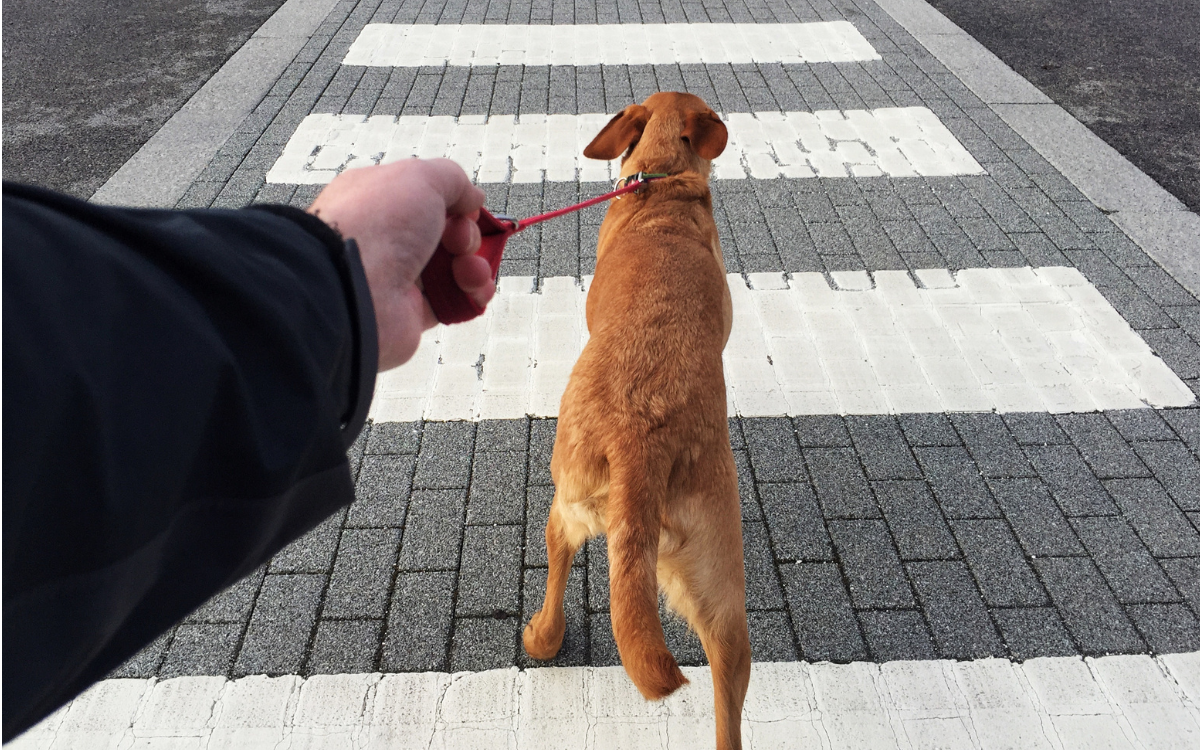Laughter as Man Takes Drastic Action Over Dog Who 'Does Not Want to ...