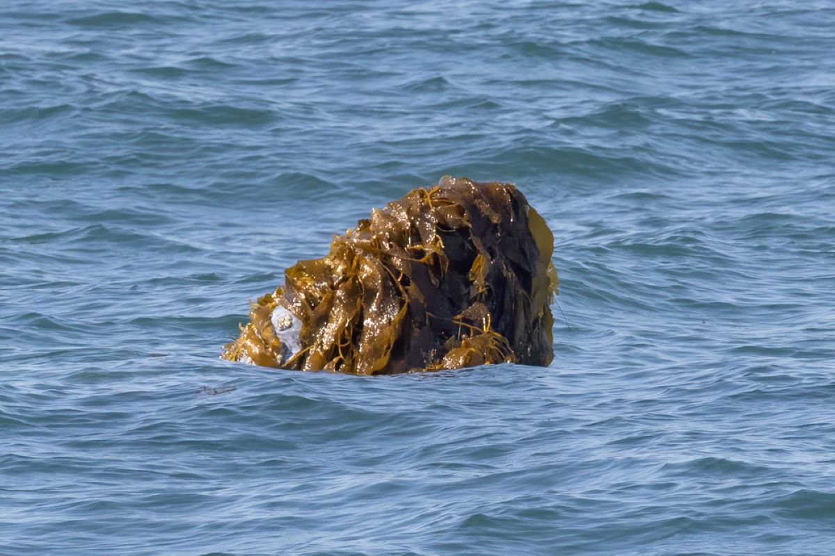 Mesmerizing Video Shows Whales Wearing Seaweed Hats - Newsweek