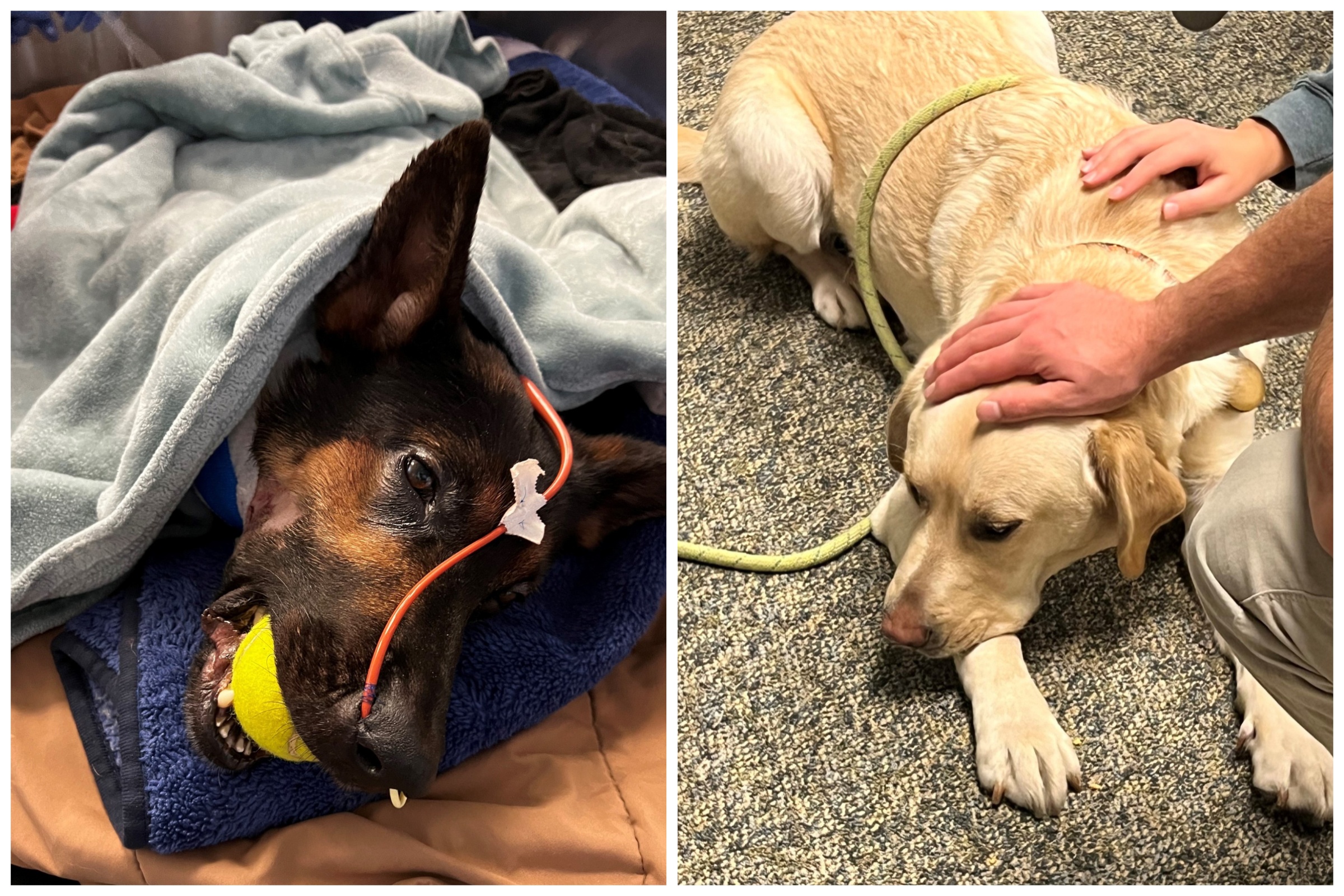 Vet's Labrador Saves Life of Deputy's K9 Injured in Shooting - Newsweek