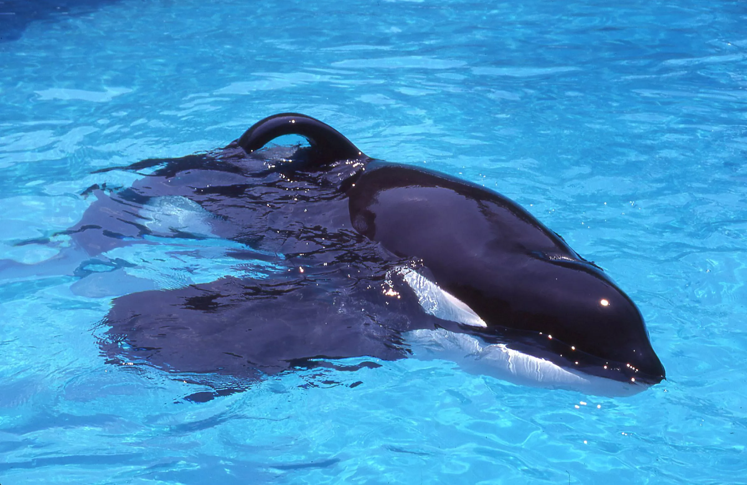 orca-captivity.webp?w=1600&h=900&q=88&f=aec939a33a757a196596bfad043a6f8c
