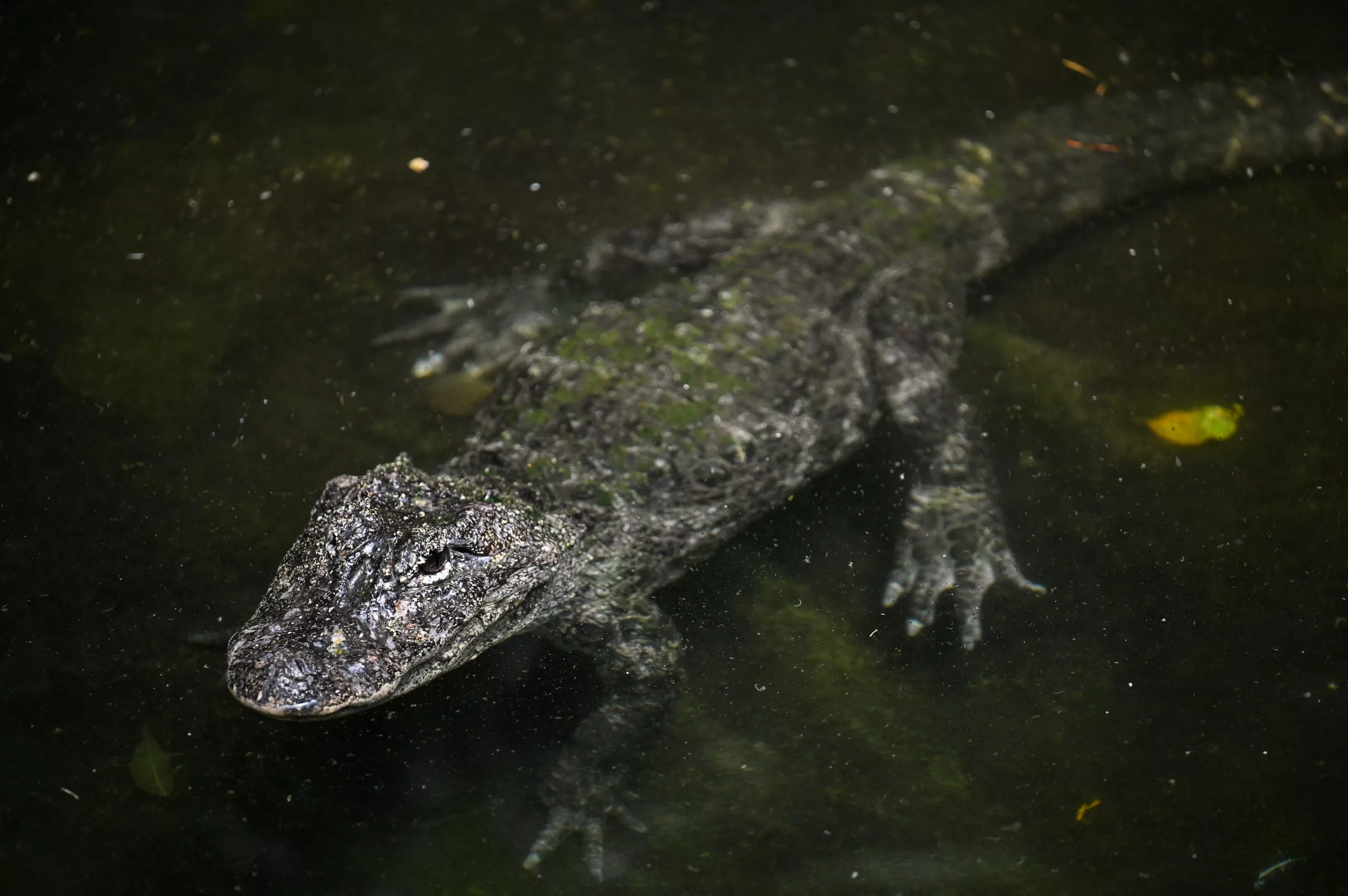 new-ancient-alligator-species-discovered.webp?w=1600&h=900&q=88&f ...