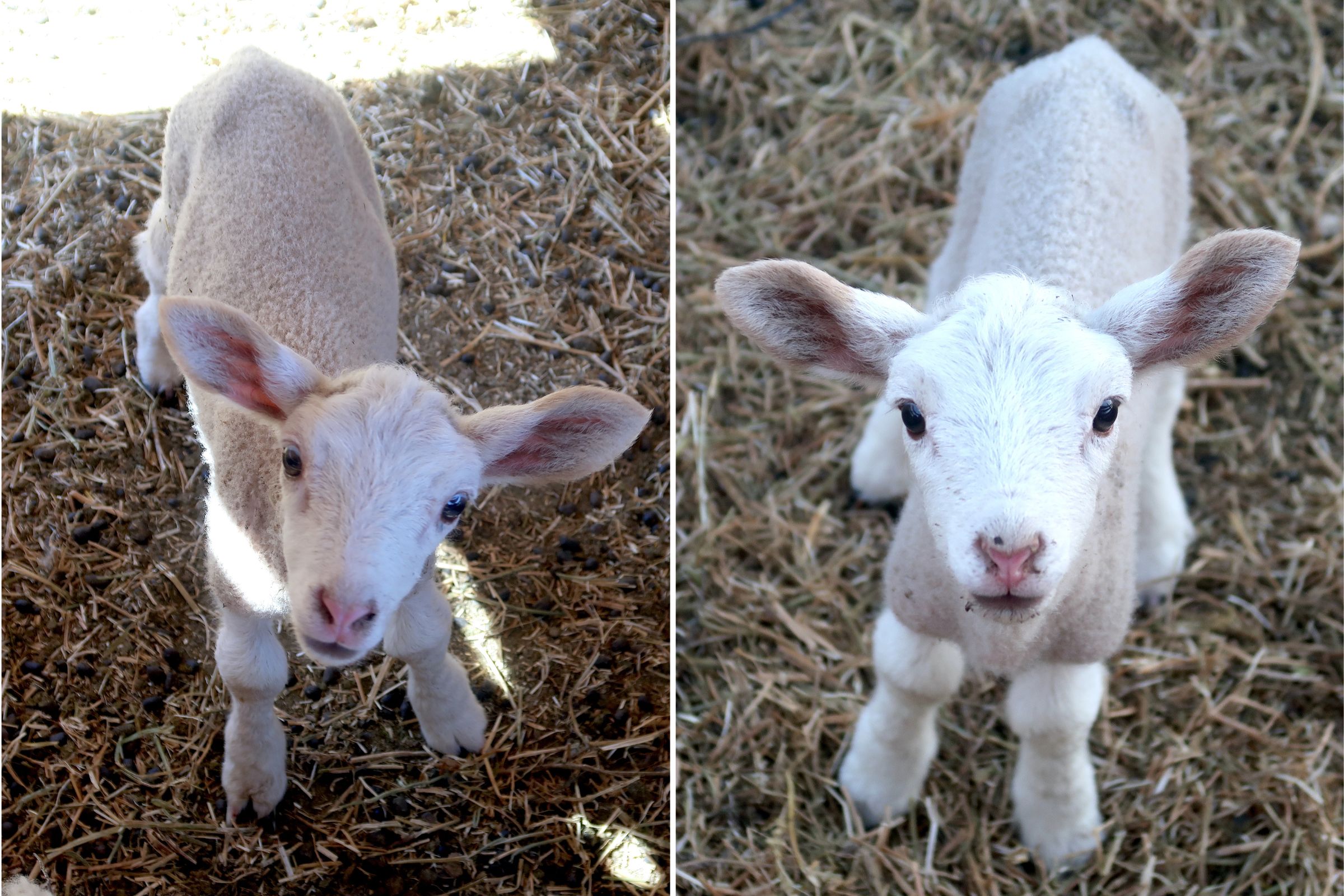 Hysterics as Miniature Sheep Believes He's Part Dog With His Speed and ...