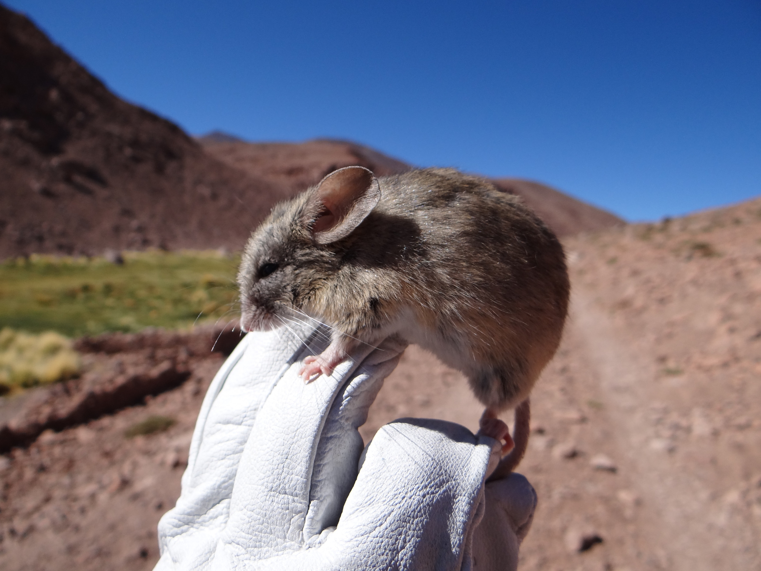 Tough Tiny Mice Found Living on Frozen Volcano, Stunning Scientists ...