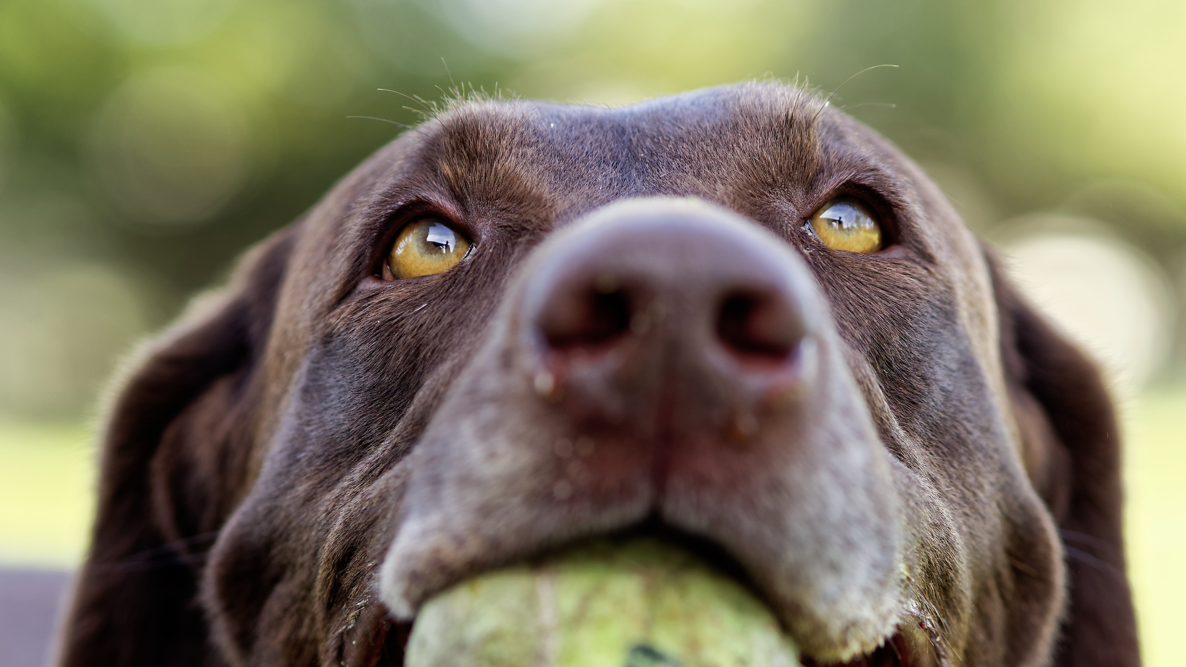 Dog With Unmatched Dedication 'to the Ball' Has Internet in Stitches ...