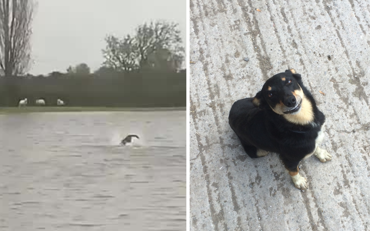 Watch Heroic Sheepdog Swim Across Flooded Farmland to Rescue Stranded ...