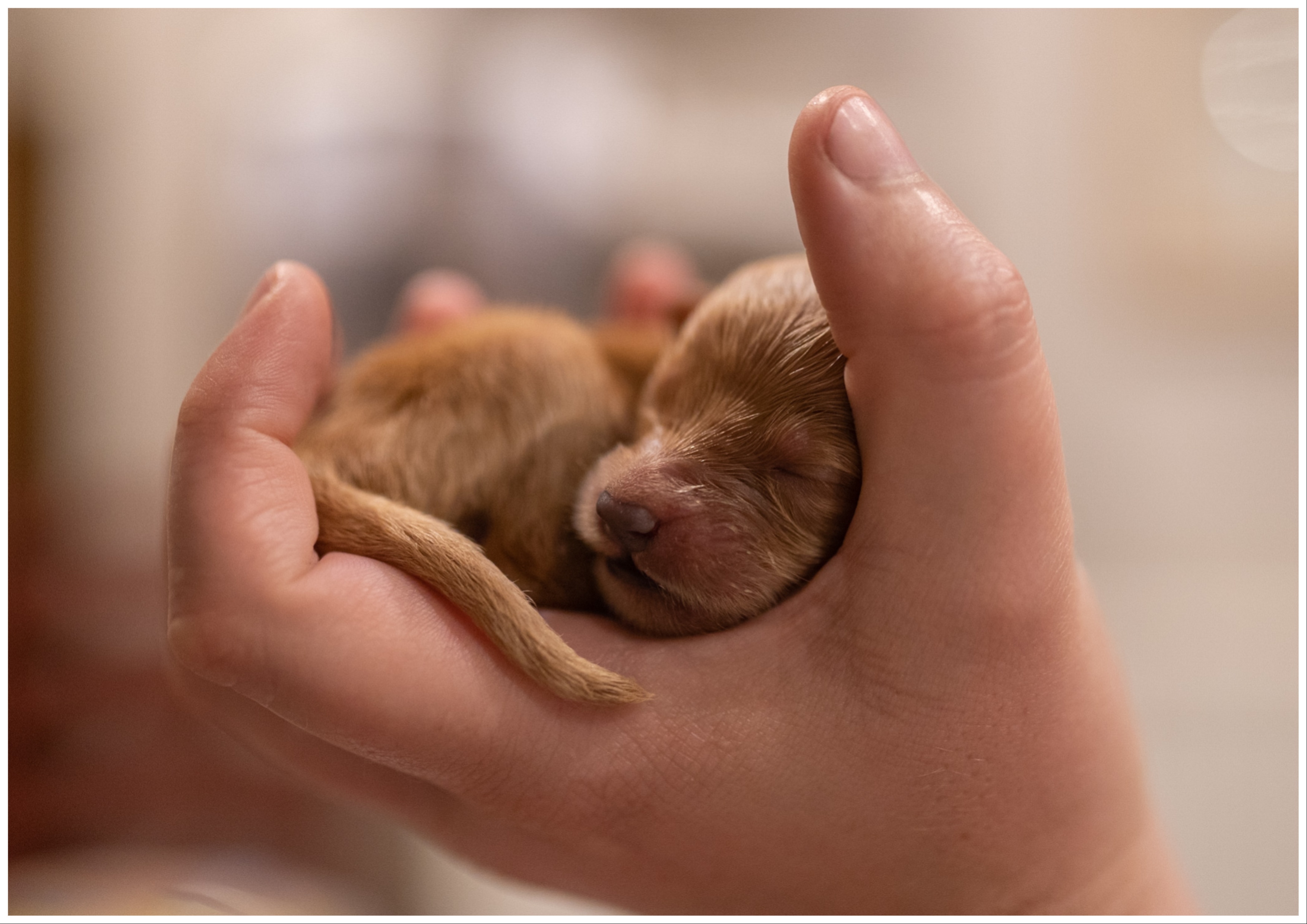 Hearts Melt As Dog Only Brings One Puppy to Owner: 'Mama Has a Favorite ...