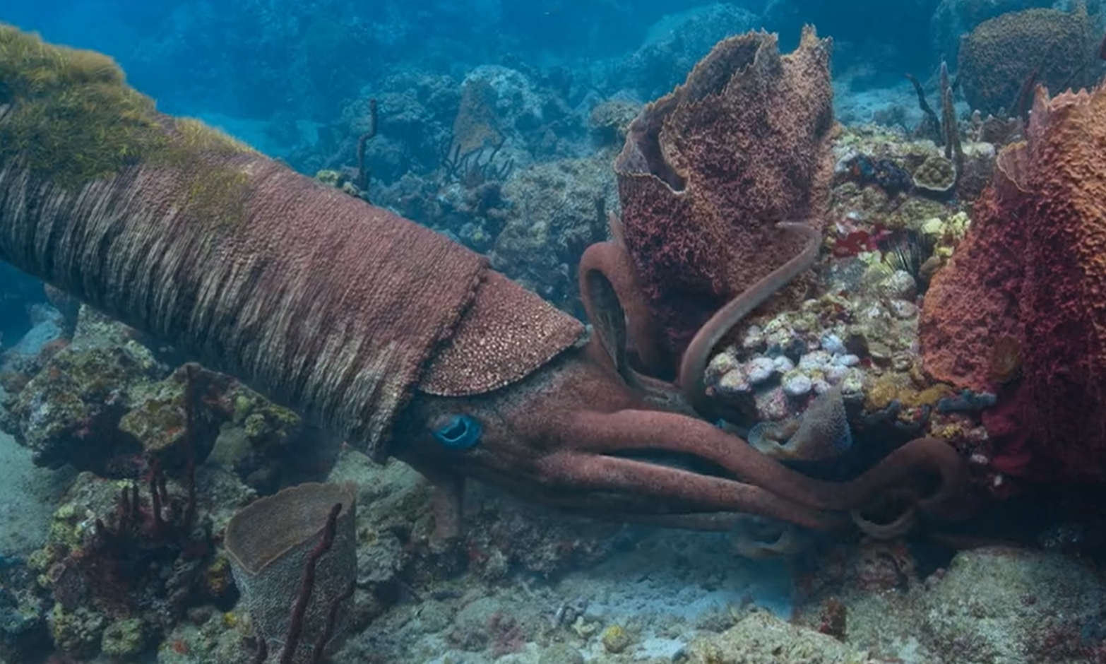 Ancient Squid People The Giant Squid: Dragon Of The Deep | Smithsonian