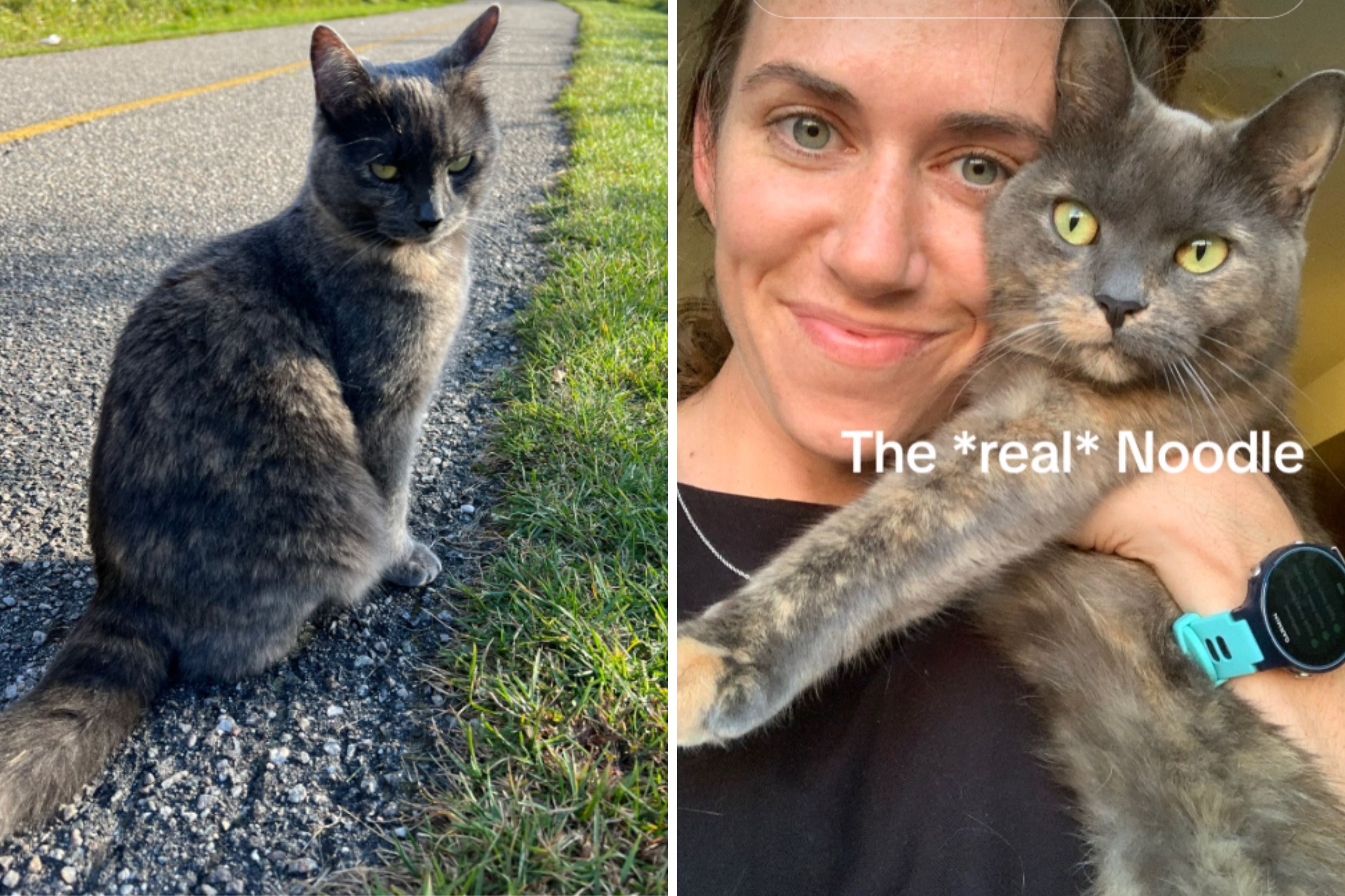 Woman Captures 'Live Footage' of Moment She Realized She Stole a Cat ...