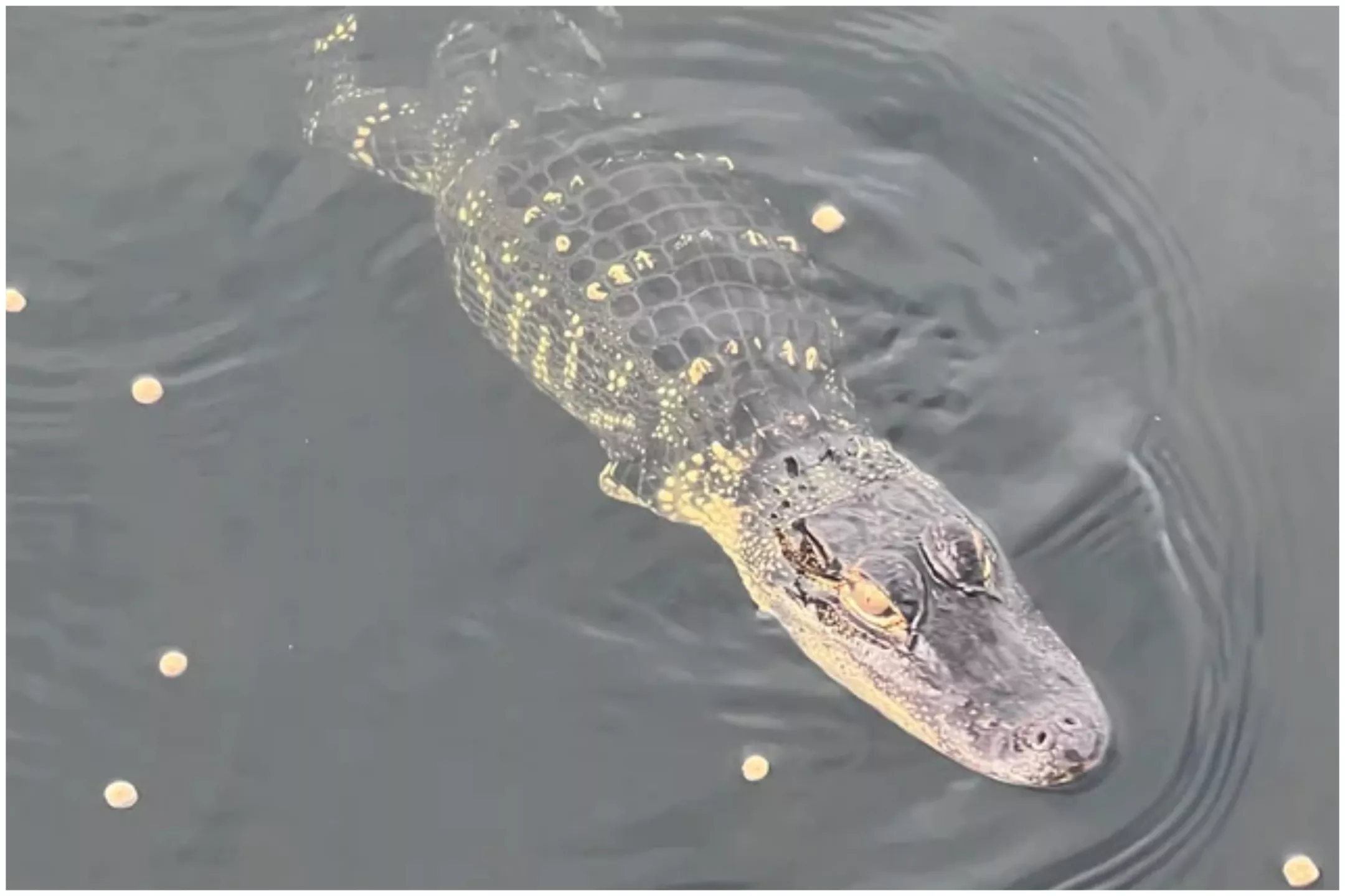 photo-alligator-nubs.webp?w=1600&h=900&q=88&f ...