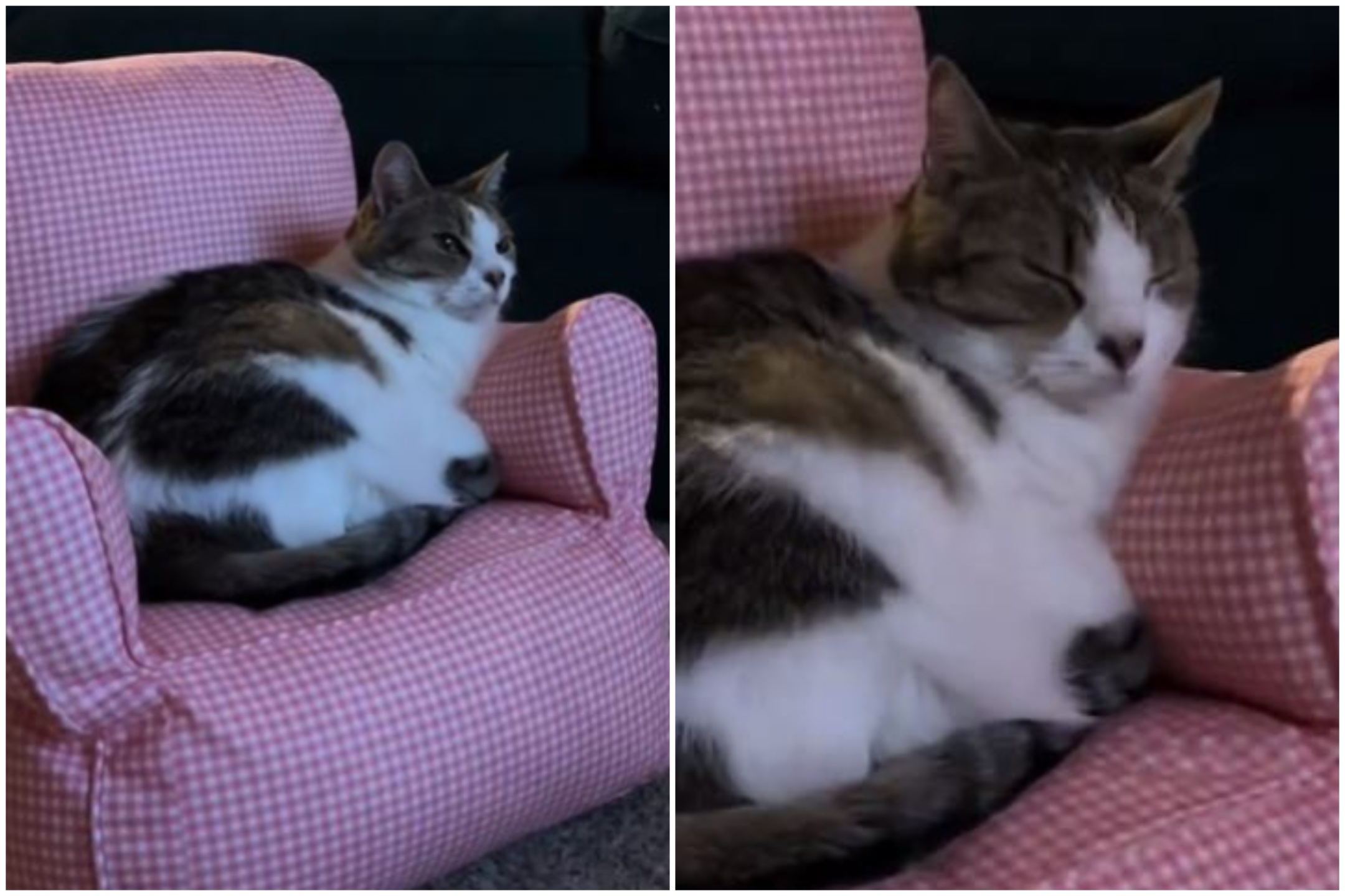 Senior Cat Loses Fight Against Sleep While Watching TV in Adorable ...