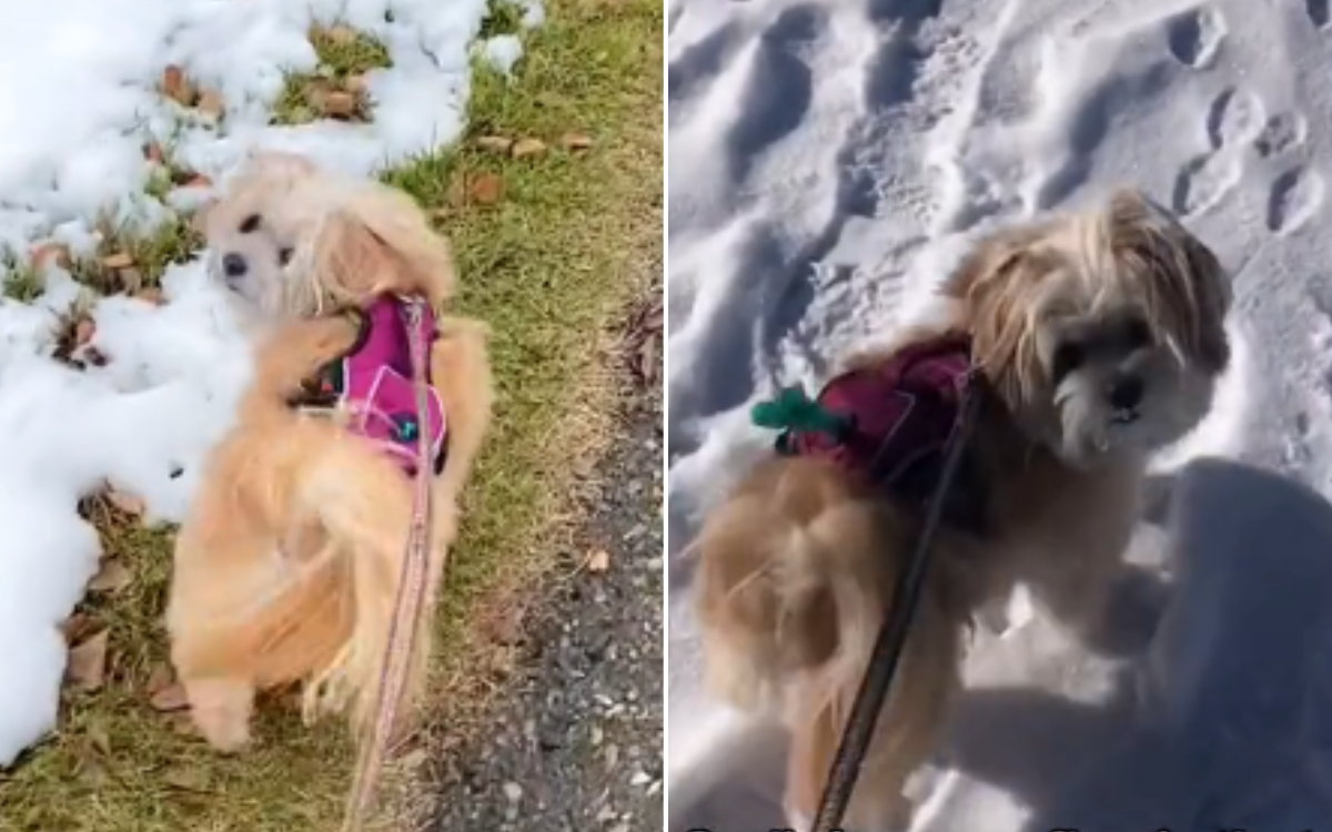 Dog Has Sweetest Habit While Out on Walks With Owner: 'Green Flag ...