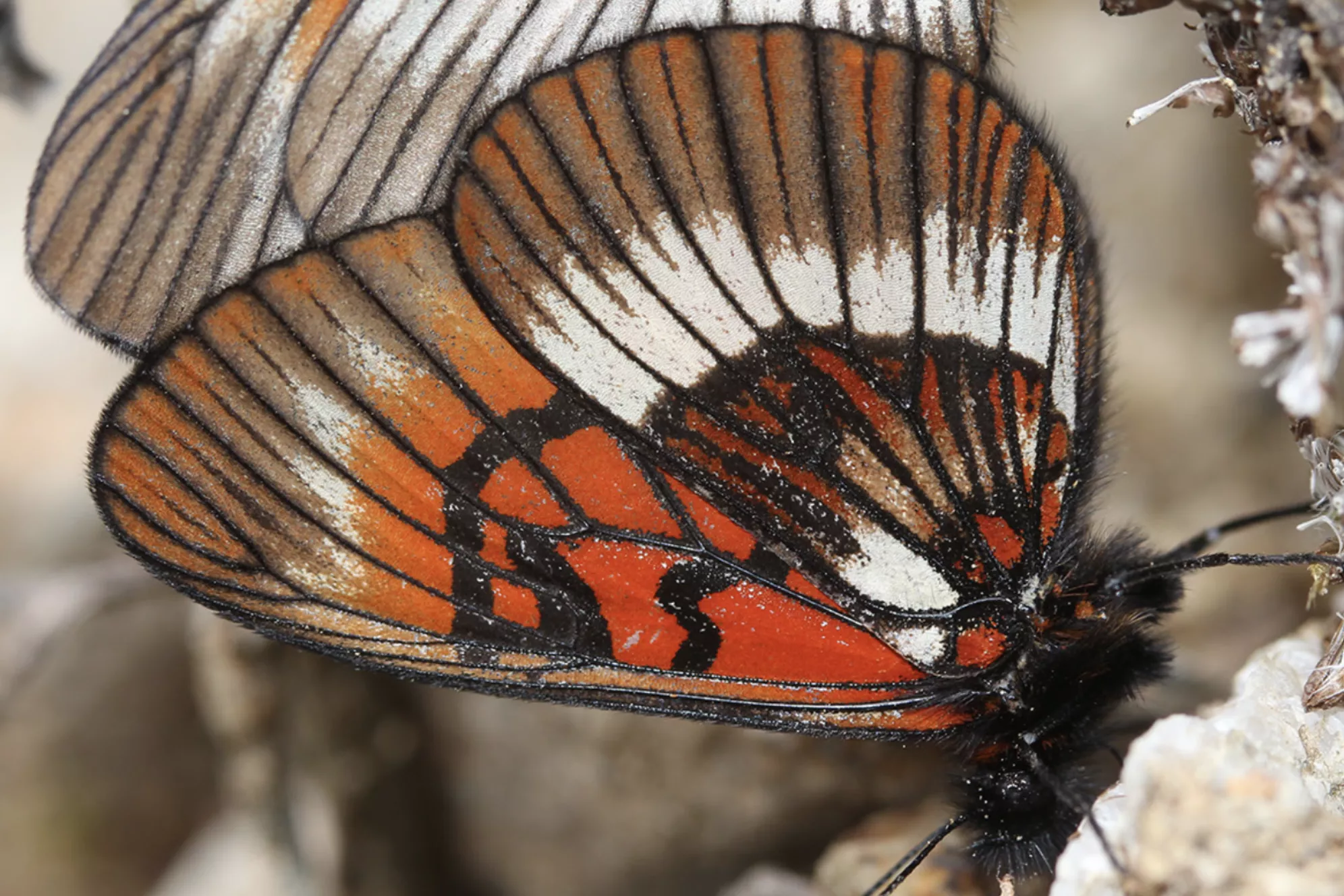 Butterfly Species The Monarch Butterfly Might Soon Be Listed As An ...