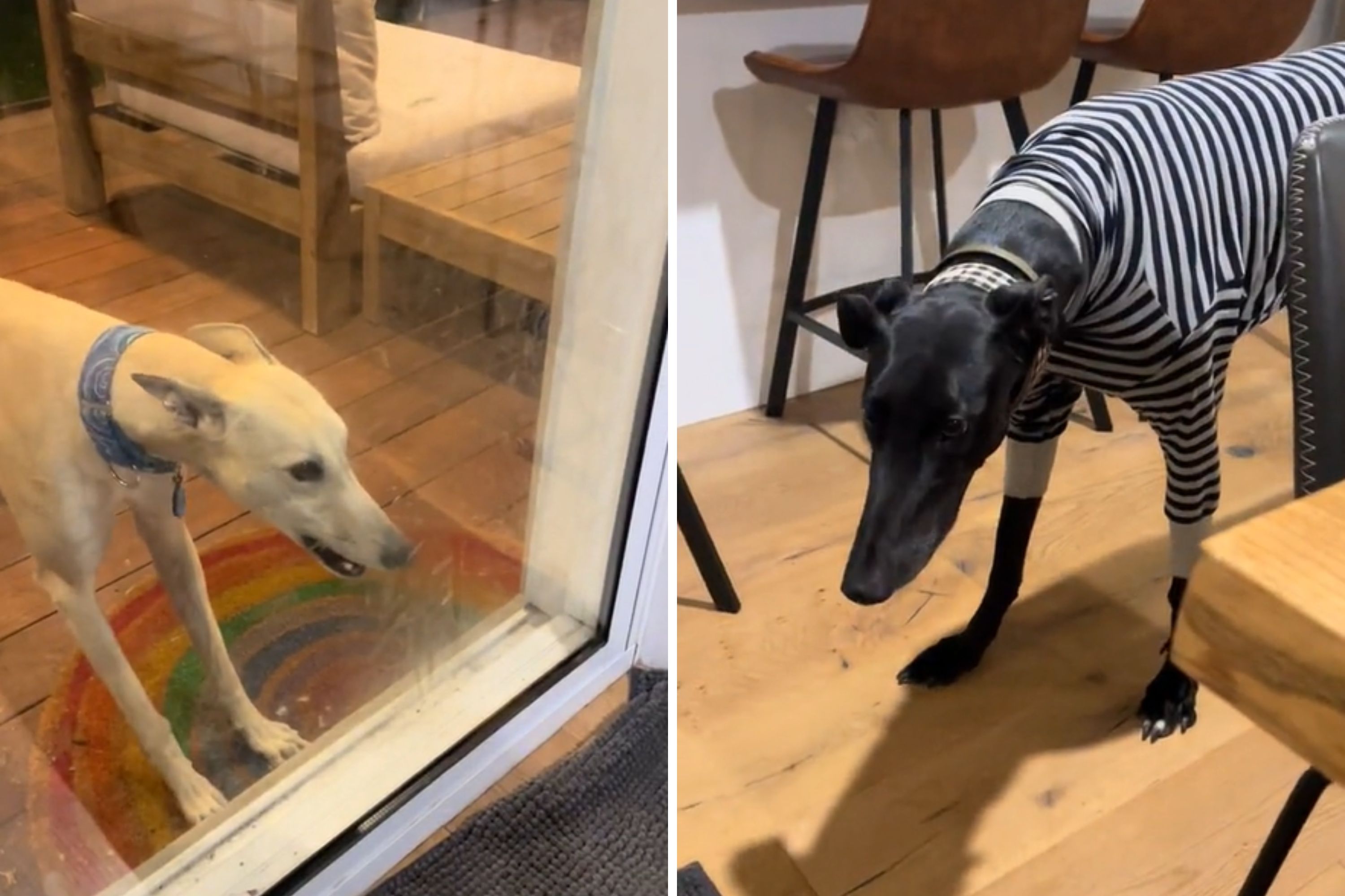 Greyhound Q Performances Greyhound Racing's €300M Value Sport