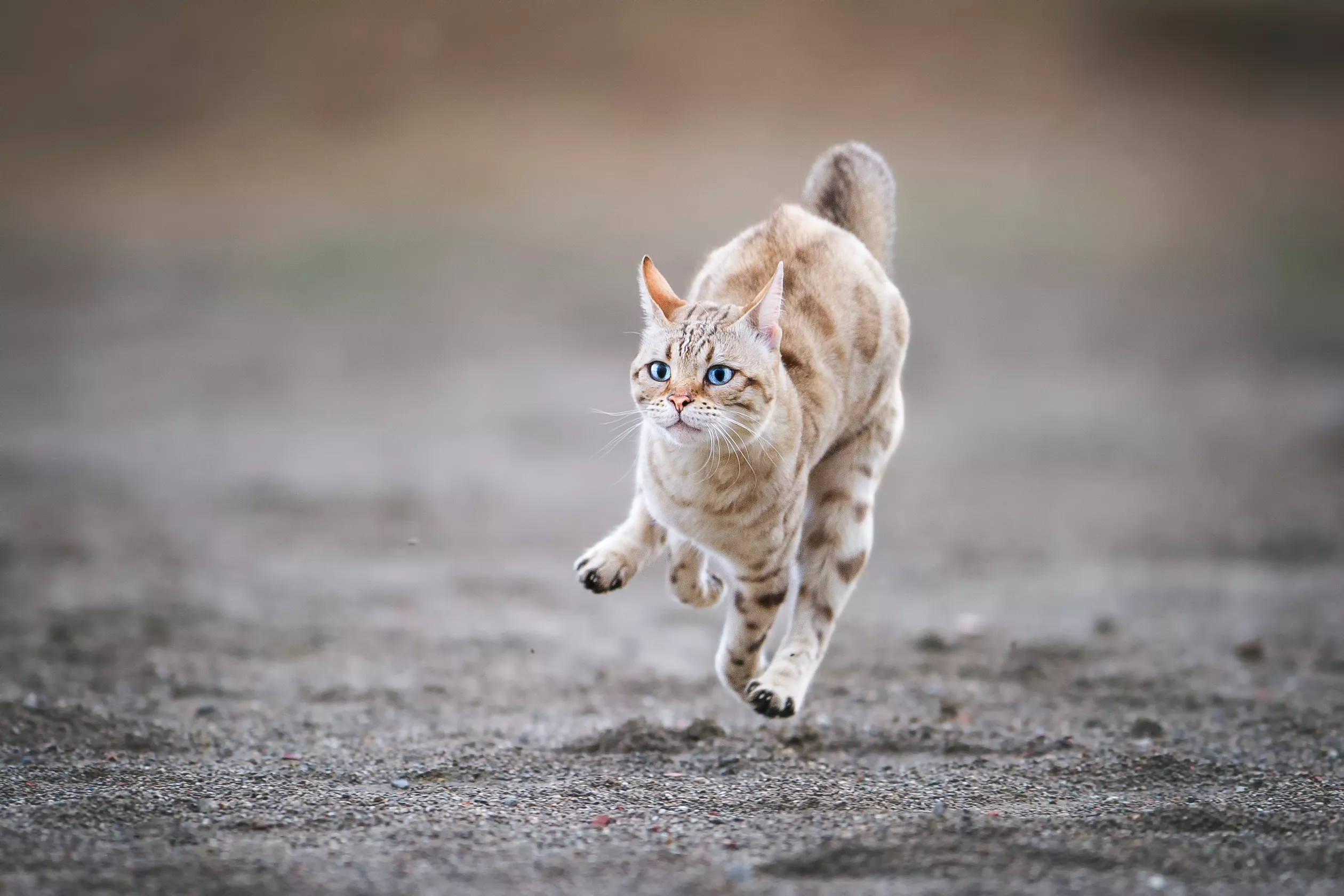 cat-finds-new-way-run-faster.webp?w=1600&h=900&q=88&f ...