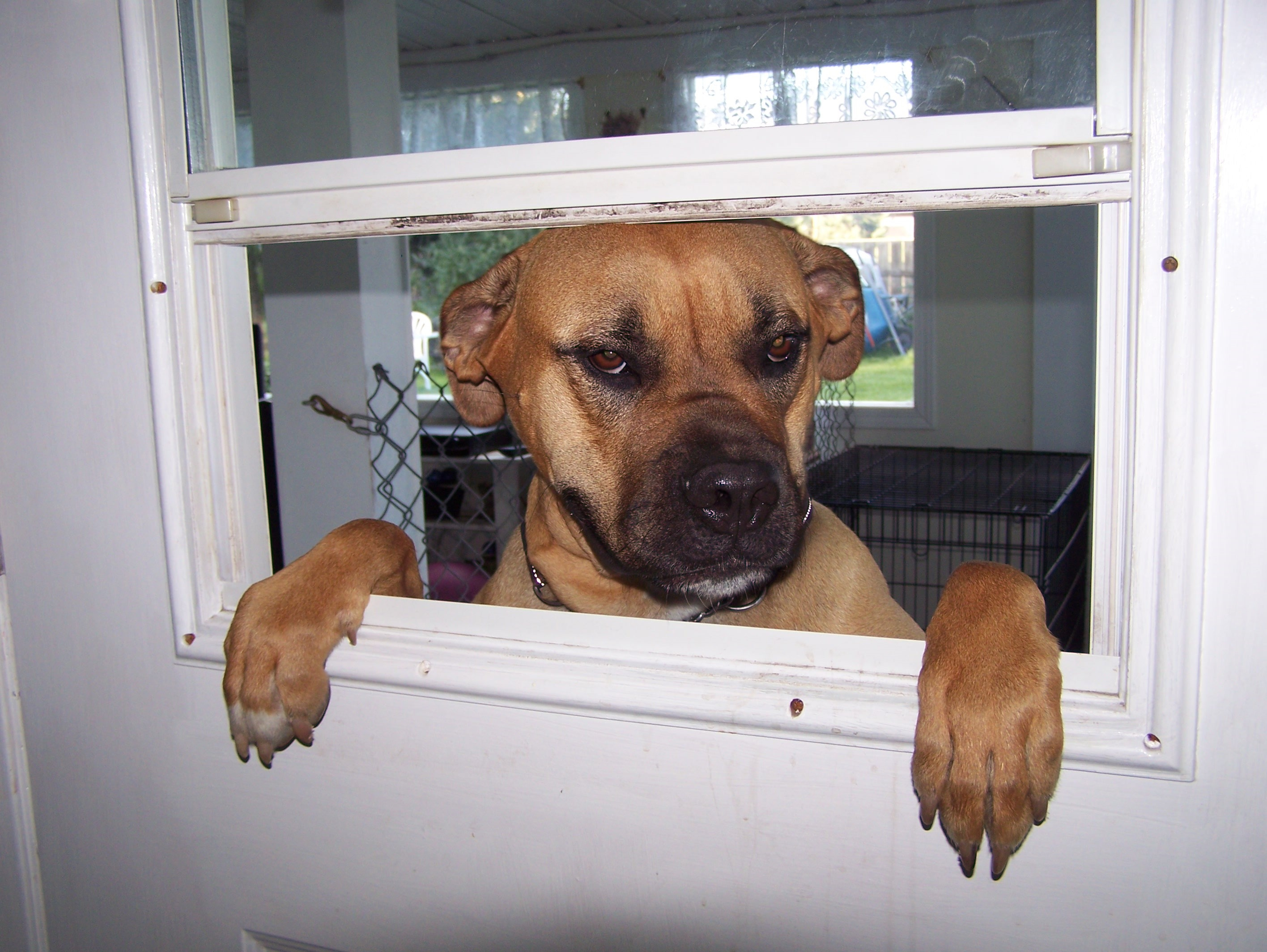 Internet Shocked by Dog's Unexpected Reaction to Treat: 'So Sassy ...