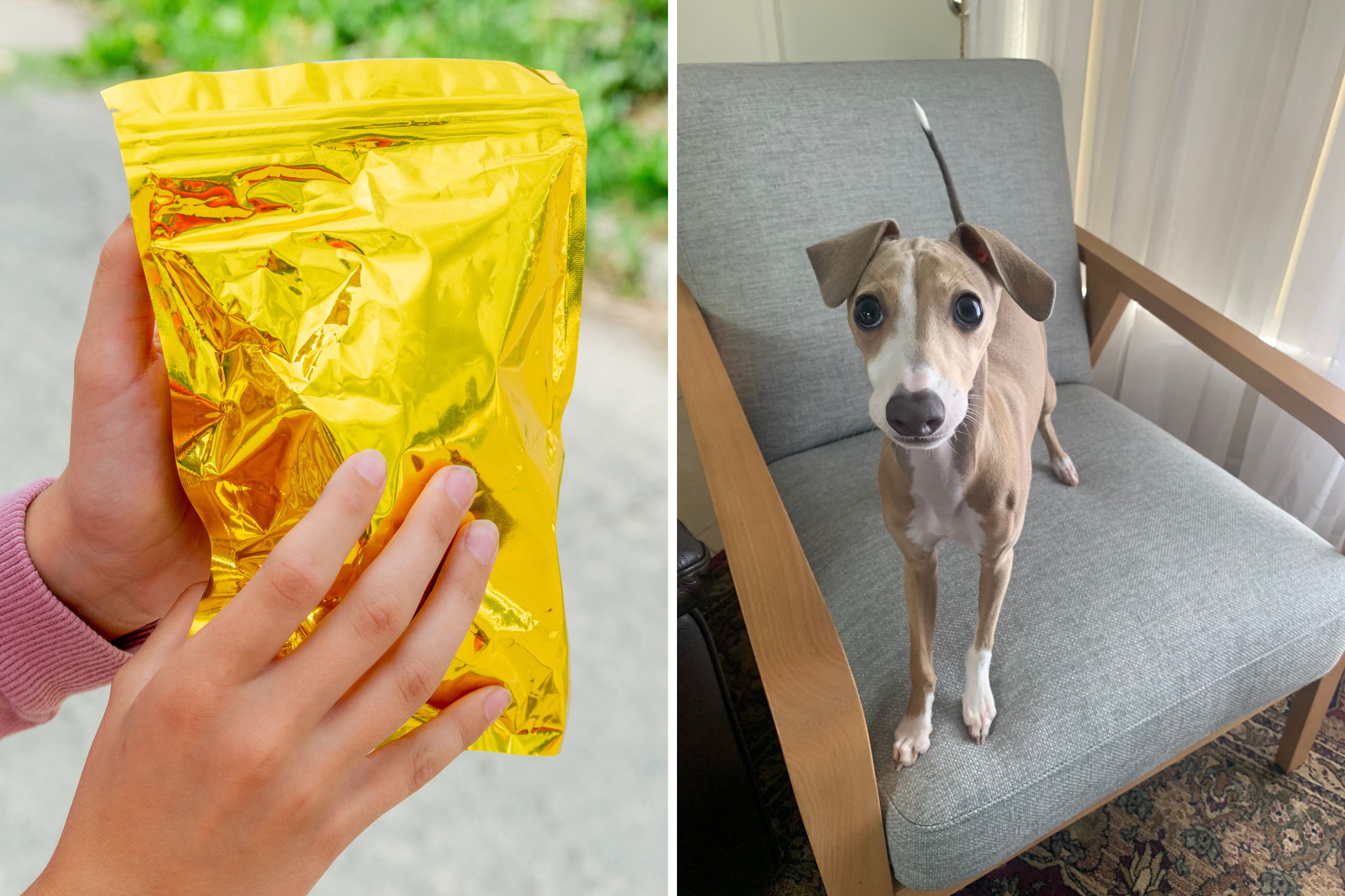 Laughter at Dog's Reaction to Sound of Packet Opening: 'How Do They ...