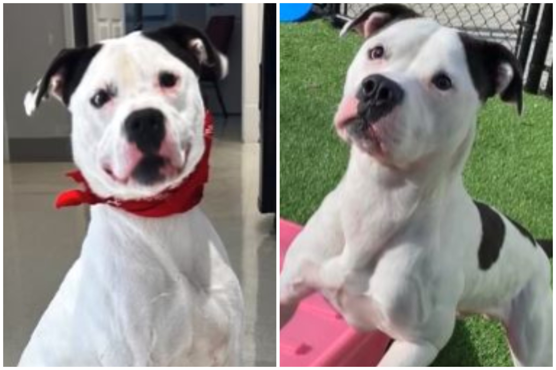 Dog Shot, Left for Dead Looking for Forever Home: 'All He Wanted Was ...