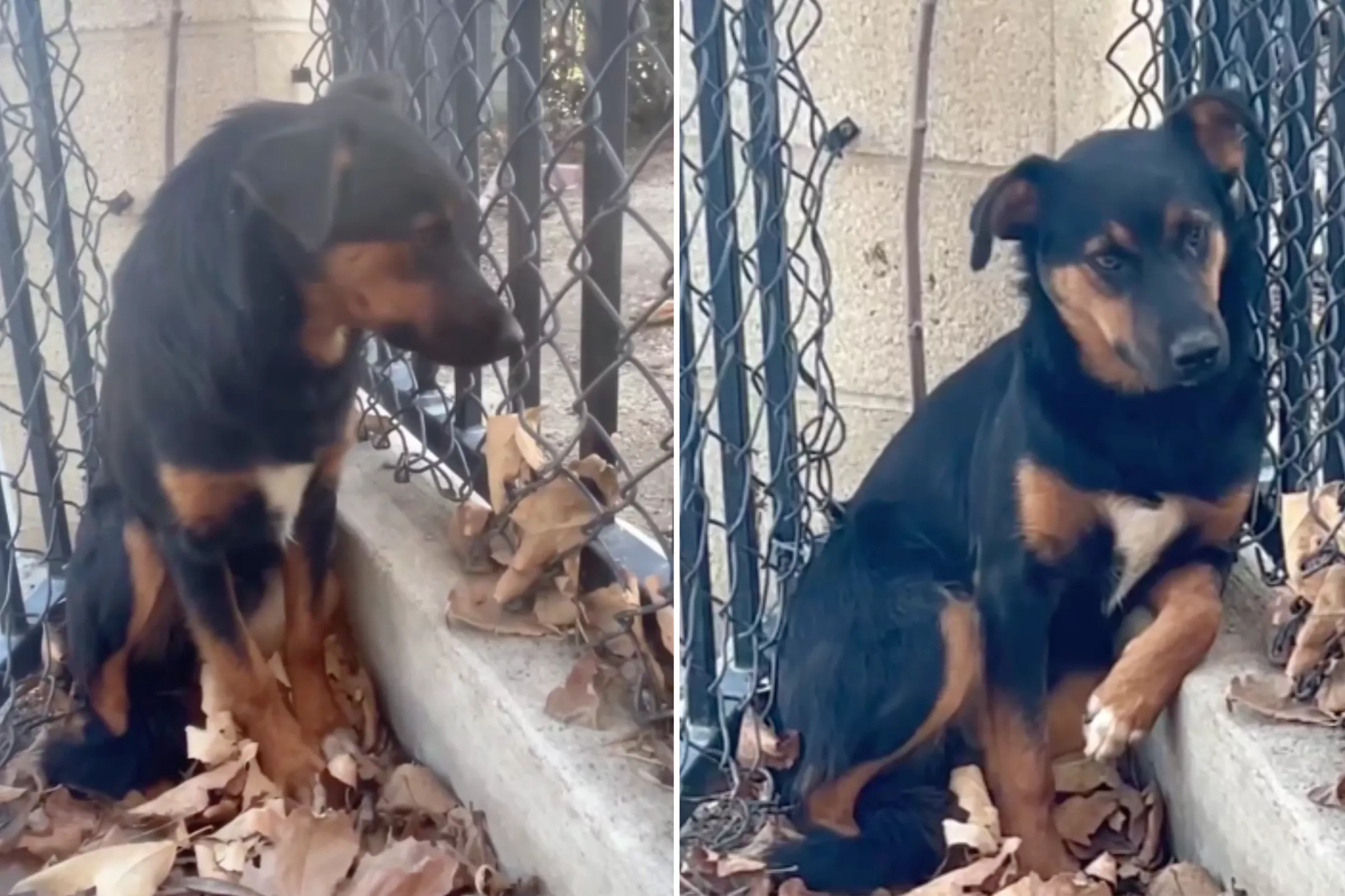 reece-dog.webp?w=1600&h=900&q=88&f=936ab4a9ac4496a1d6749153a2d230b5