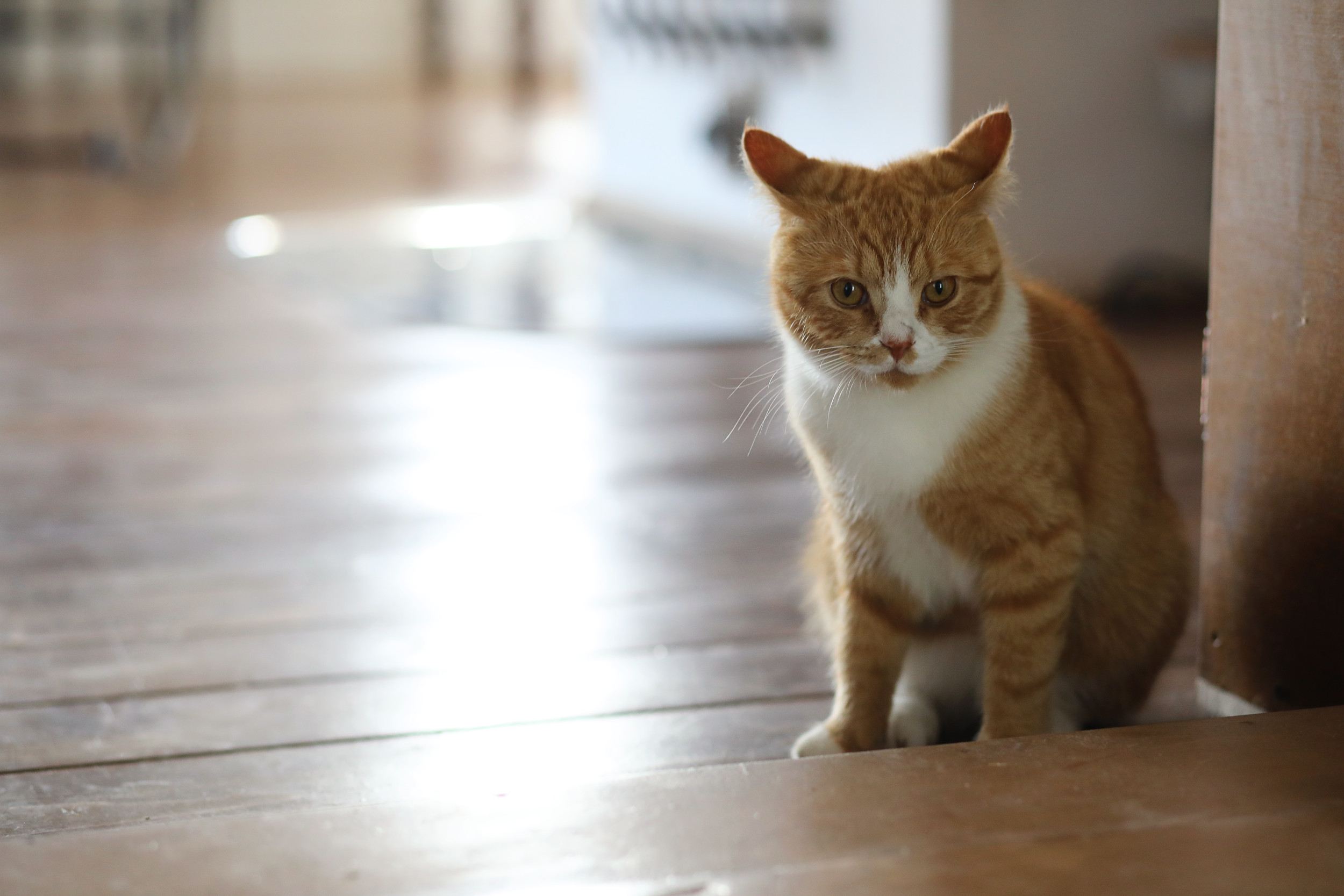 Pet's Unexpected Skill Delights Internet: 'Cat-a-Pult' - Newsweek