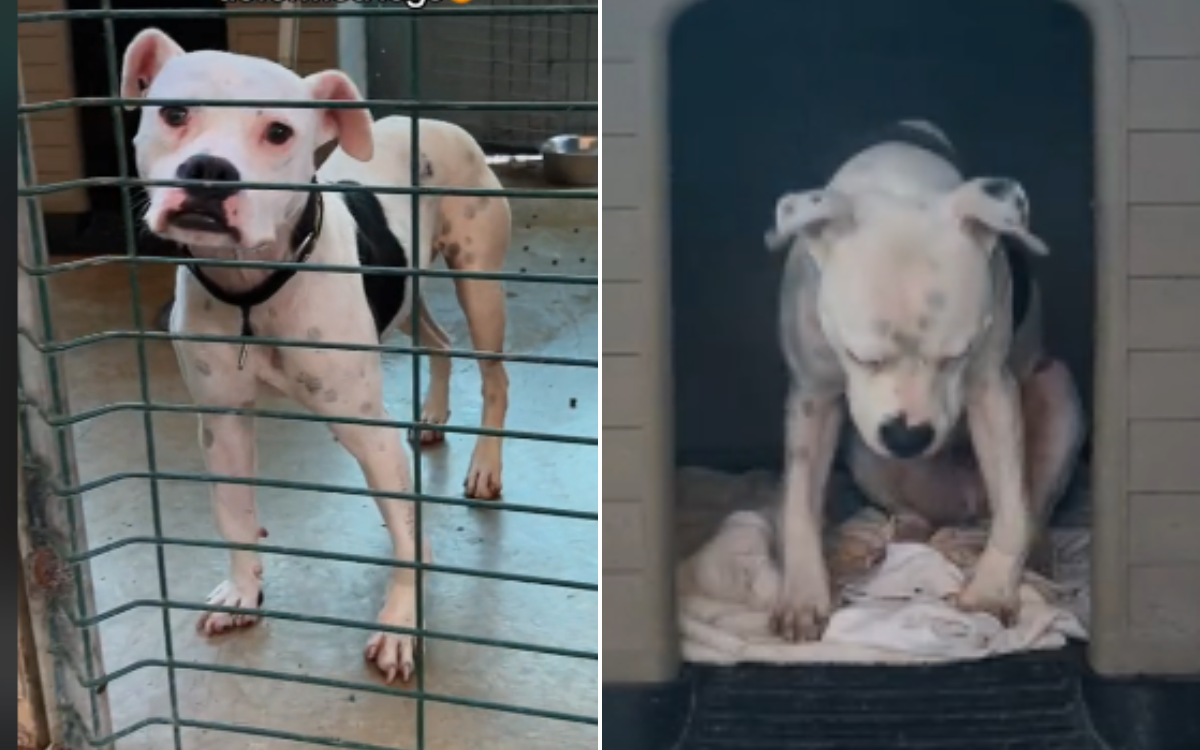 Rescue Dog With Birth Defect 'Hardly Able To Walk' Overlooked by ...