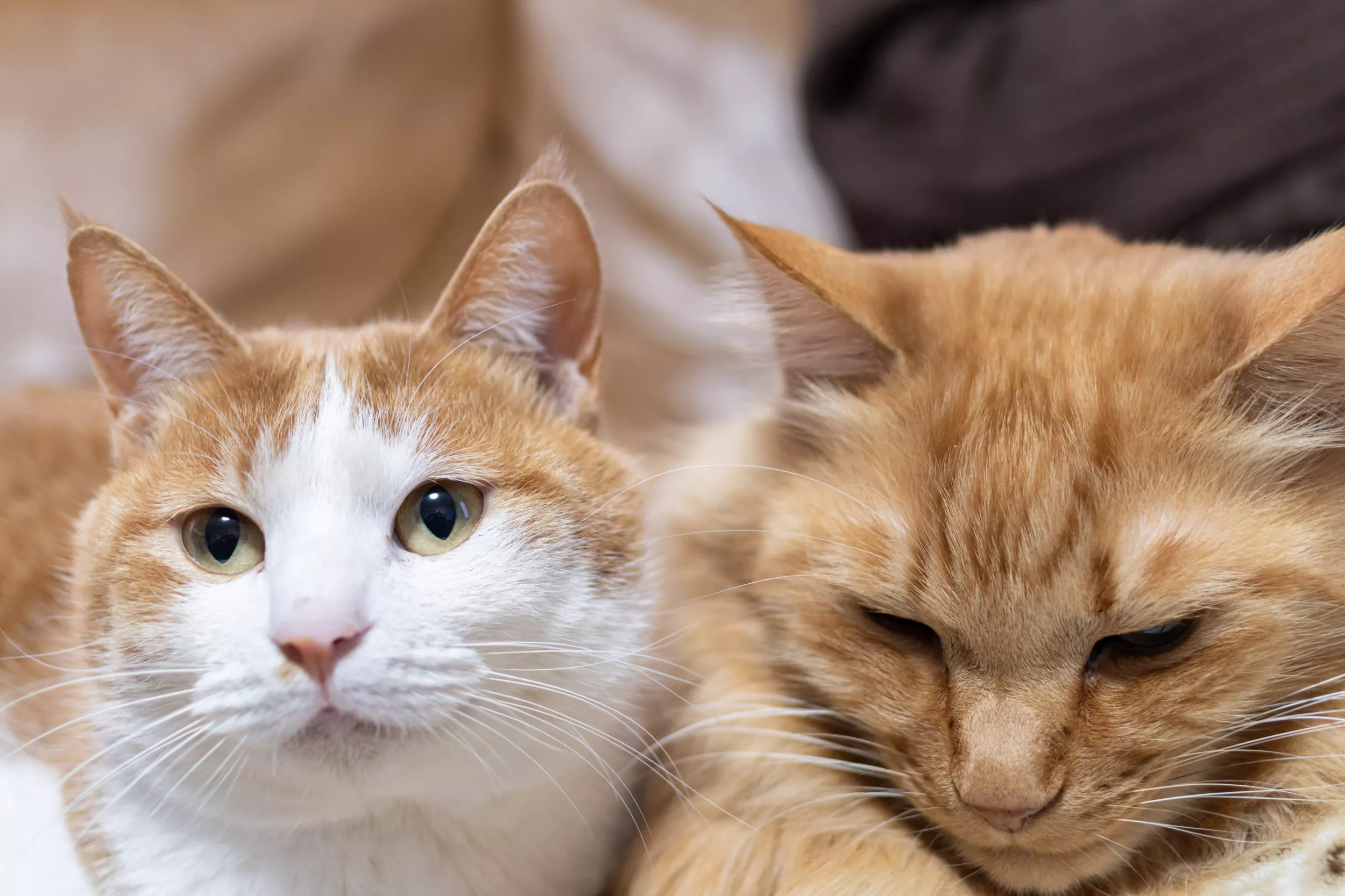 cats-talking-two-each-other-go-viral.webp?w=1600&h=900&q=88&f ...