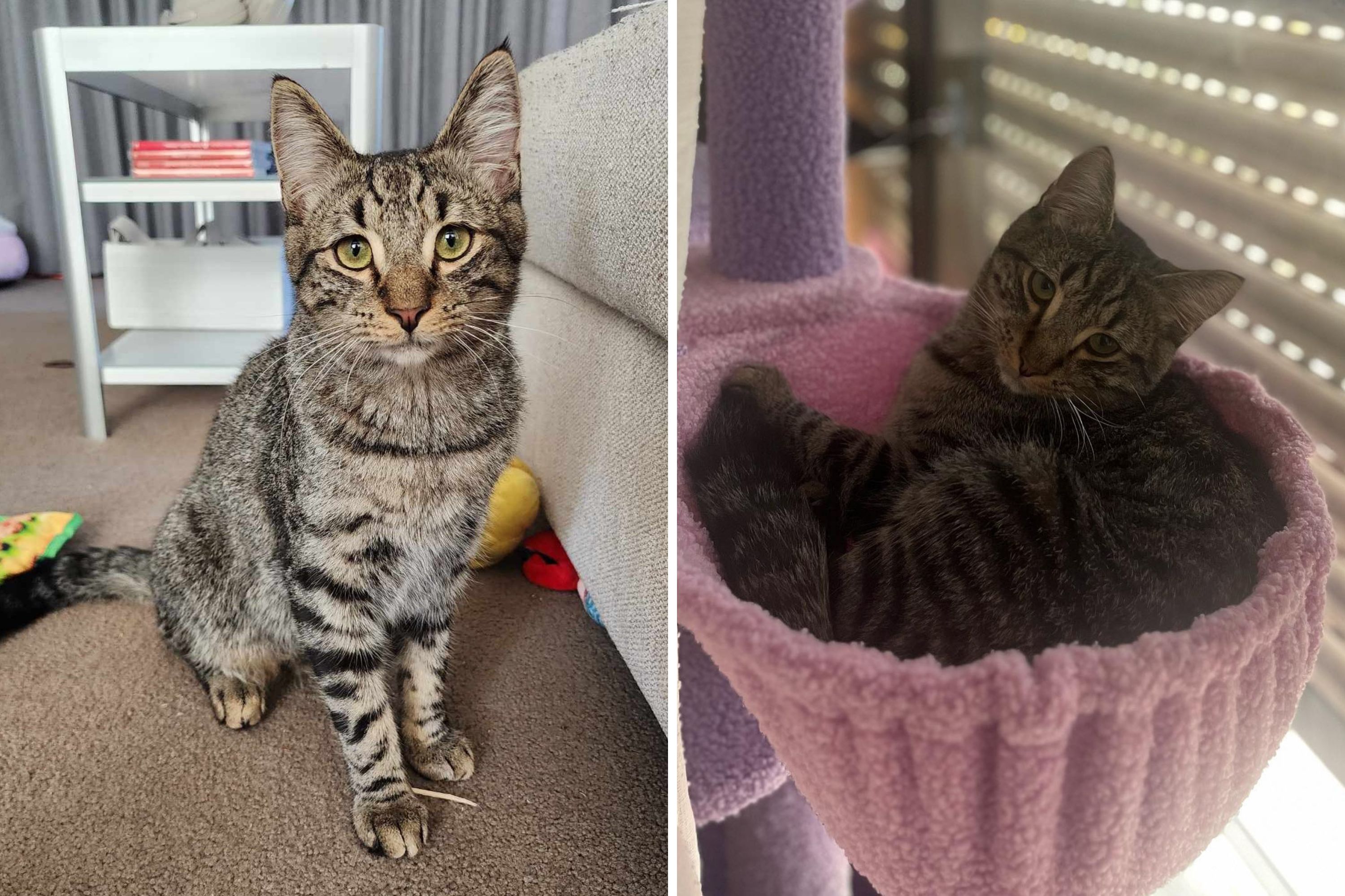 Cat Returned to Shelter 3 Times 'Losing Hope' Finally Finds Forever ...